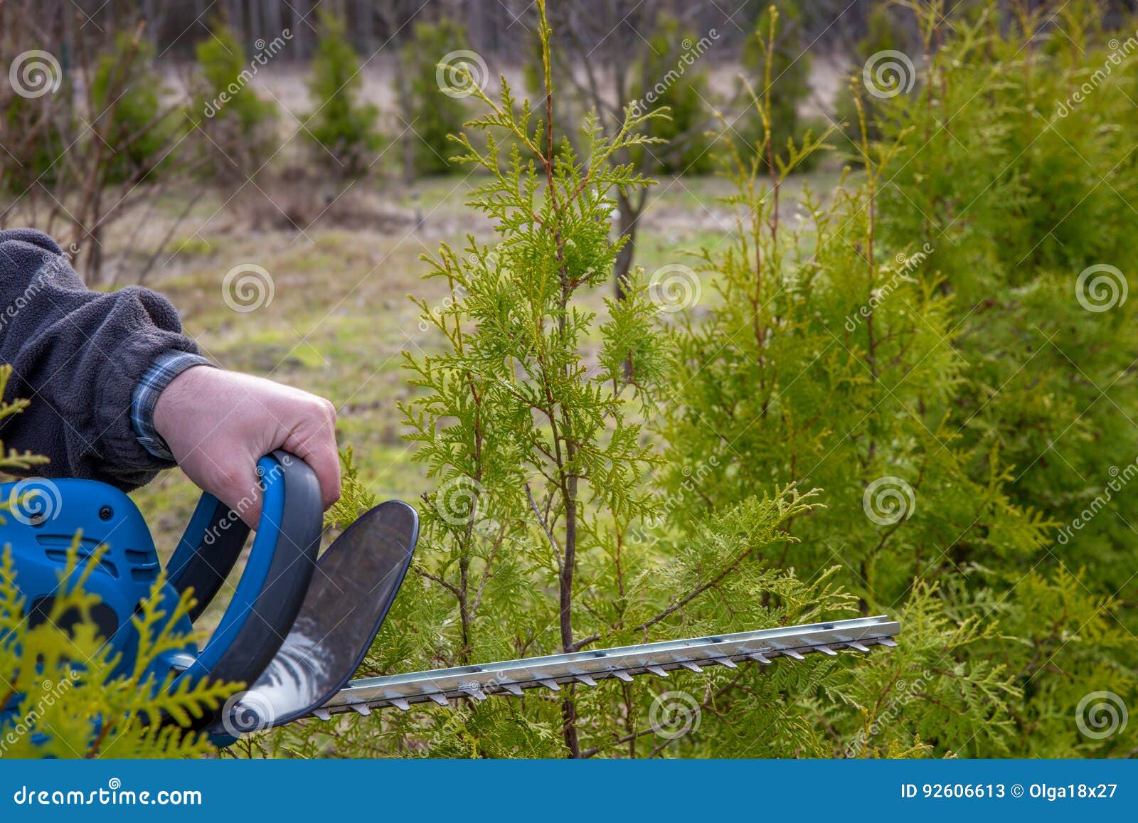 Hedge Trimming, Works in a Garden. Stock Image - Image of outdoor ...
