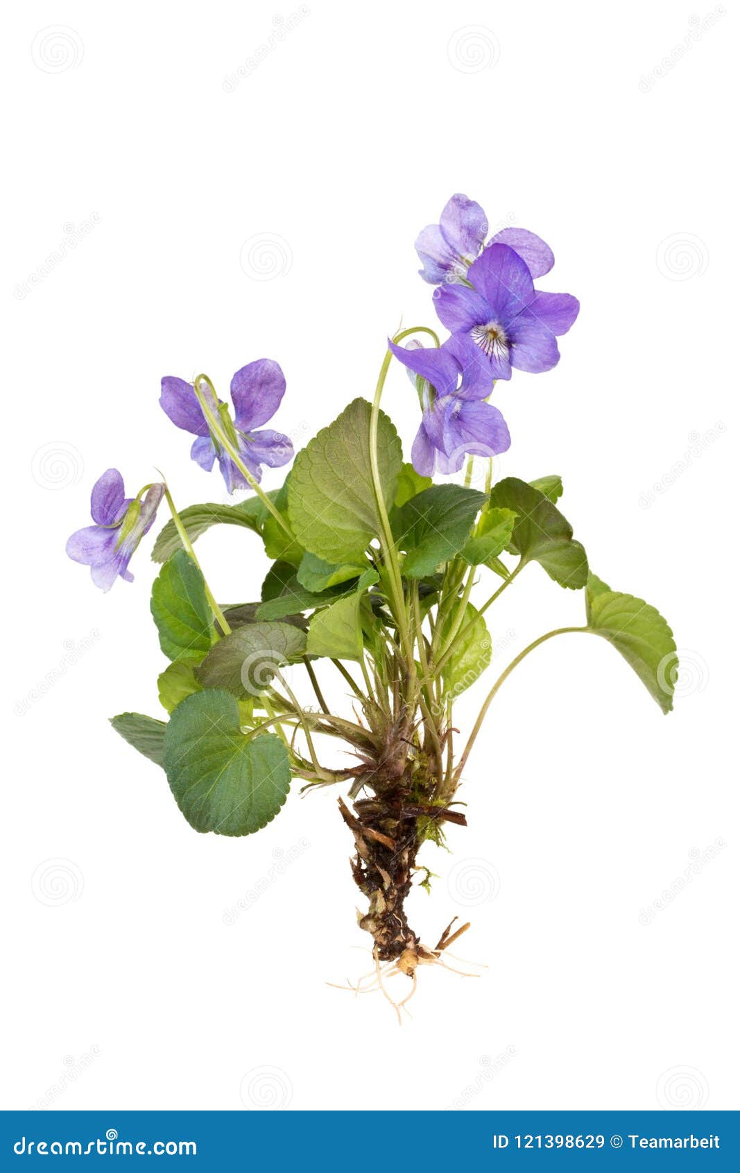Hedge violet with roots stock image. Image of wildflower - 121398629