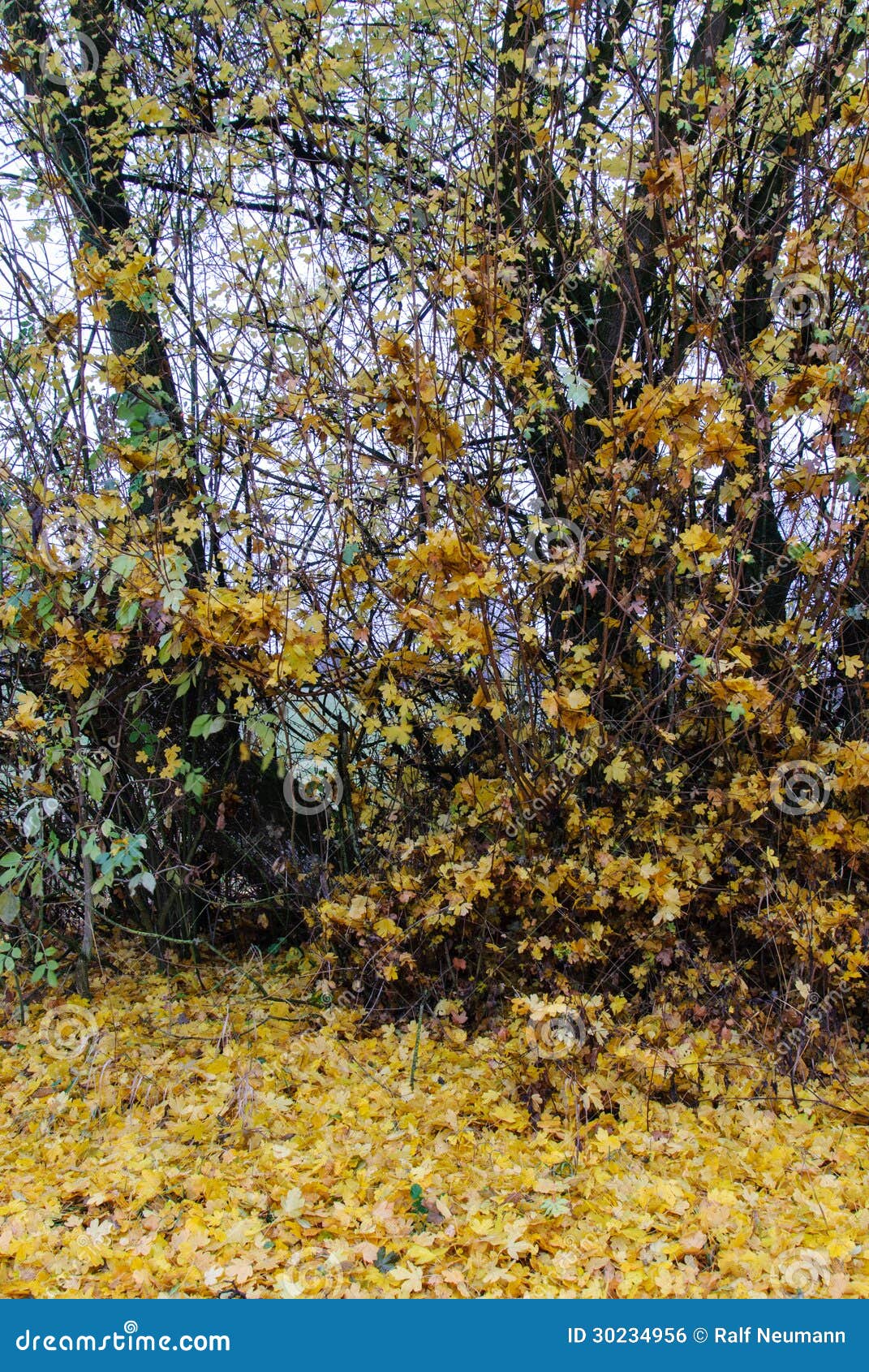 Hedge in autumn stock photo. Image of rose, hawthorn - 30234956
