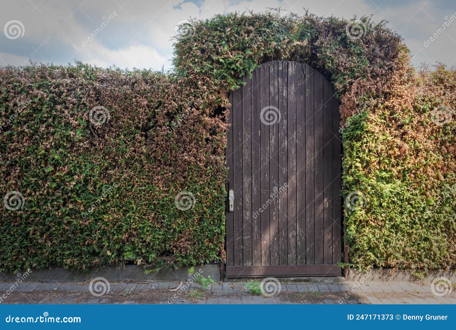A hedge with a wooden door stock image. Image of traditional - 247171373