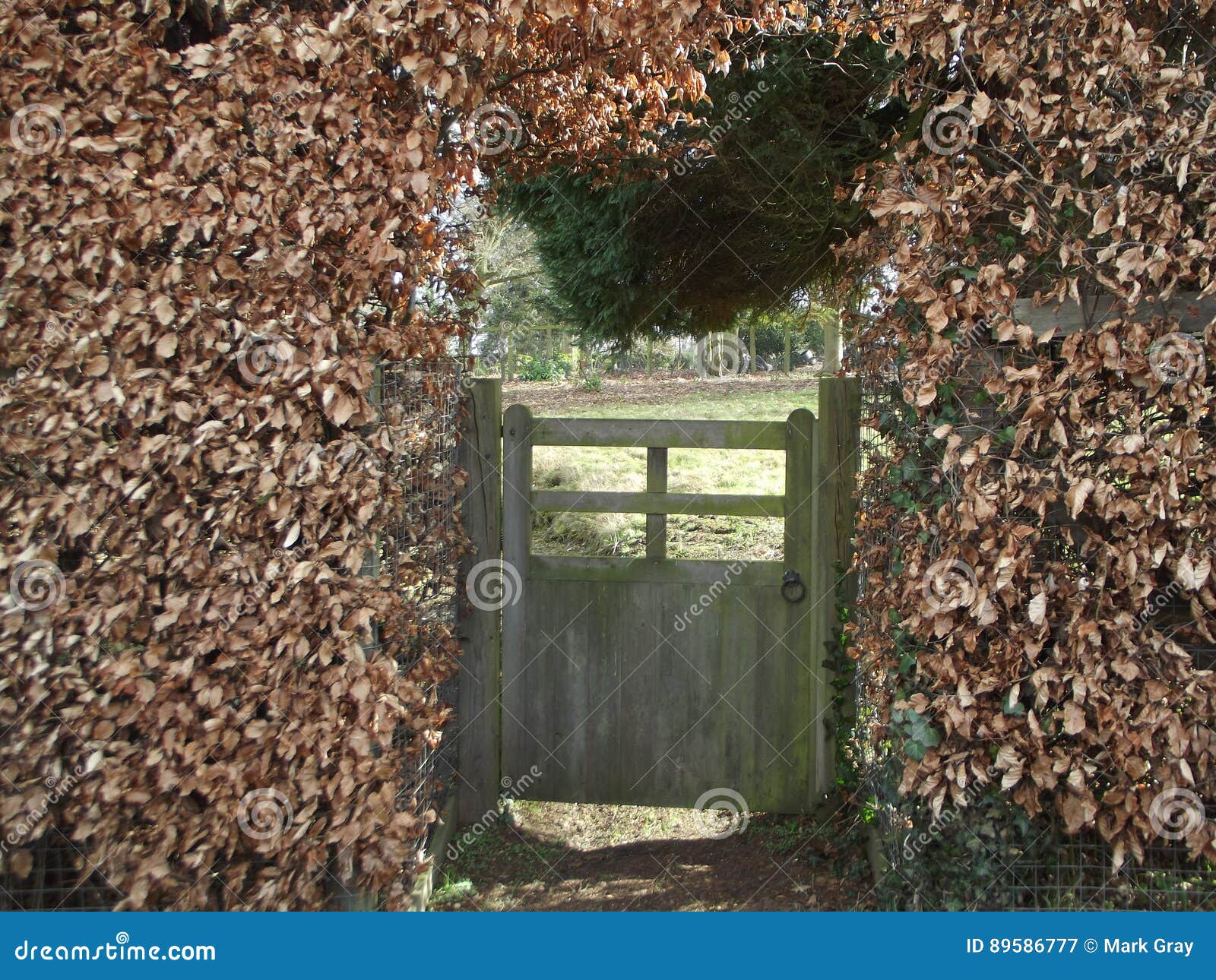 Through the Hedge stock image. Image of leaves, gate - 89586777