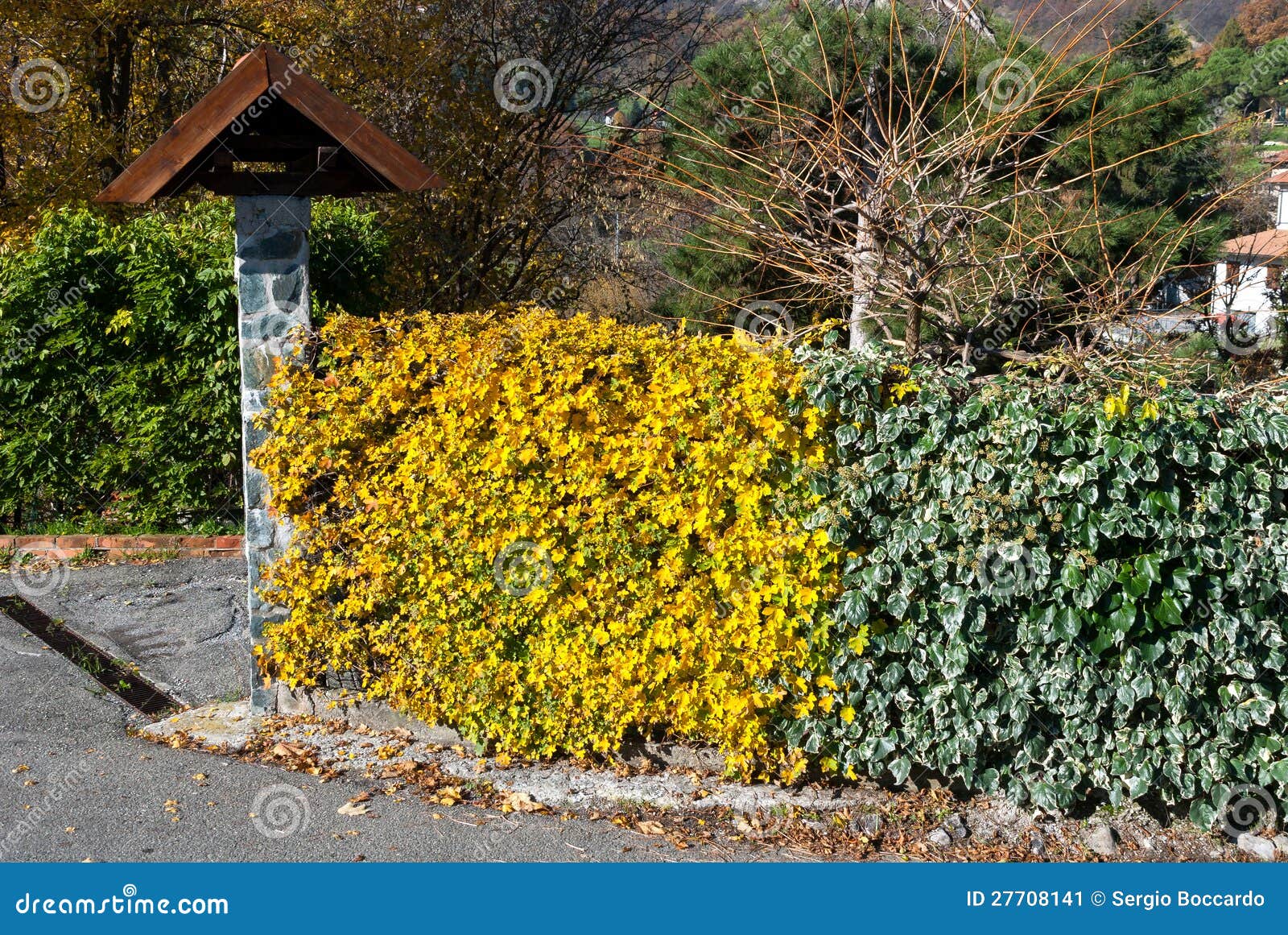 Hedge yellow and green stock image. Image of vegetation - 27708141