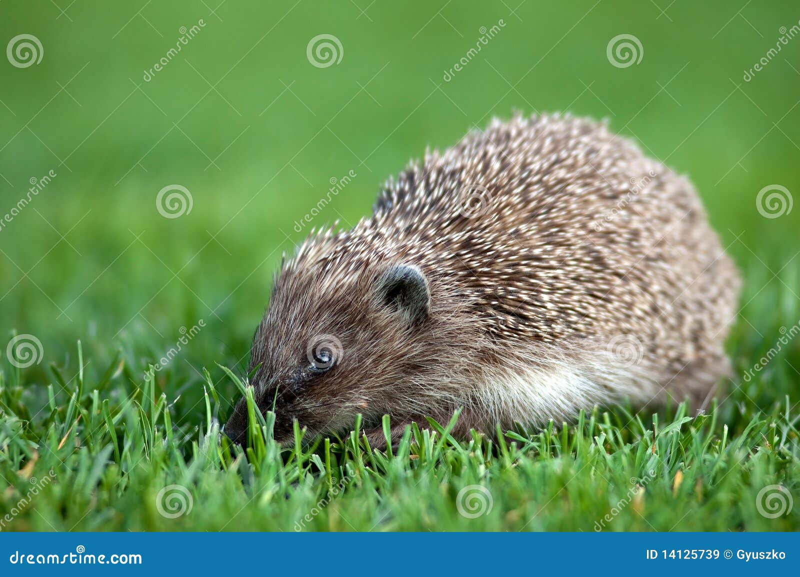 Hedgehog stock image. Image of rodent, animal, needle - 14125739