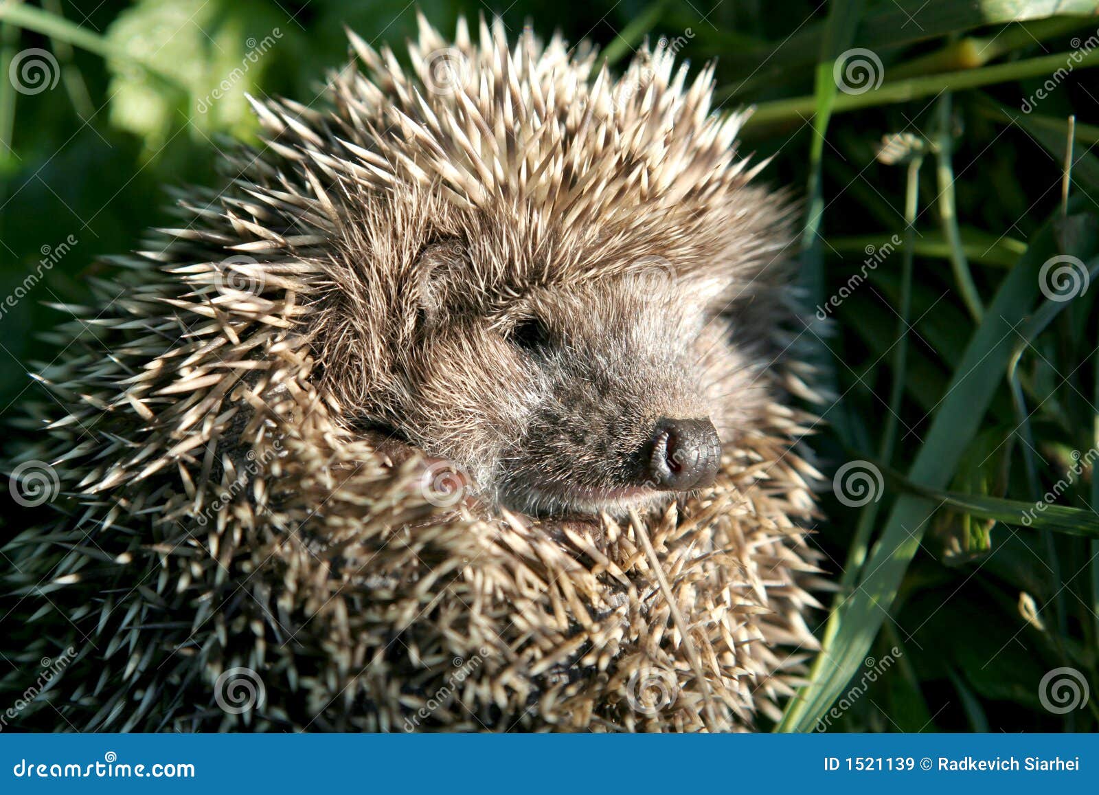 Hedgehog stock image. Image of thorn, natural, rest, prickly - 1521139