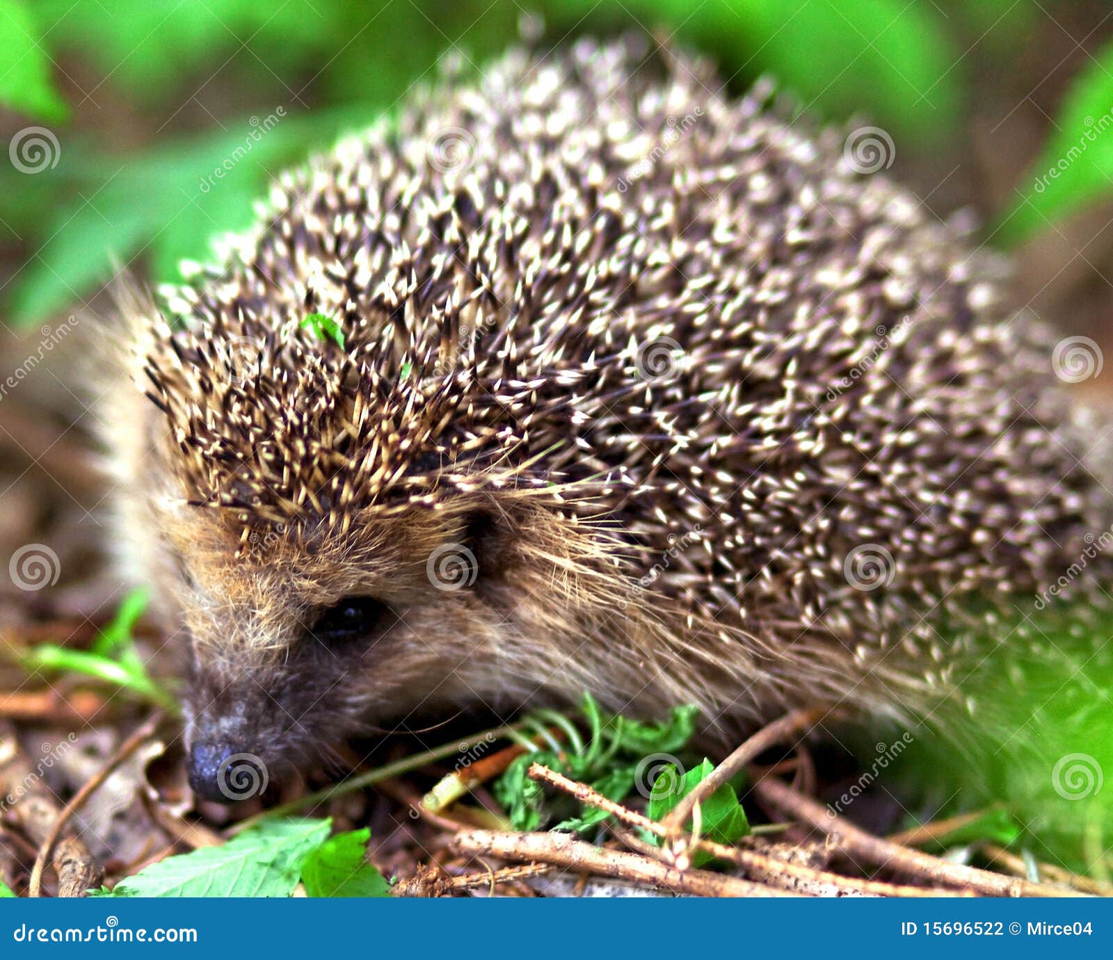 Hedgehog stock photo. Image of hair, hairy, mouth, leaves - 15696522