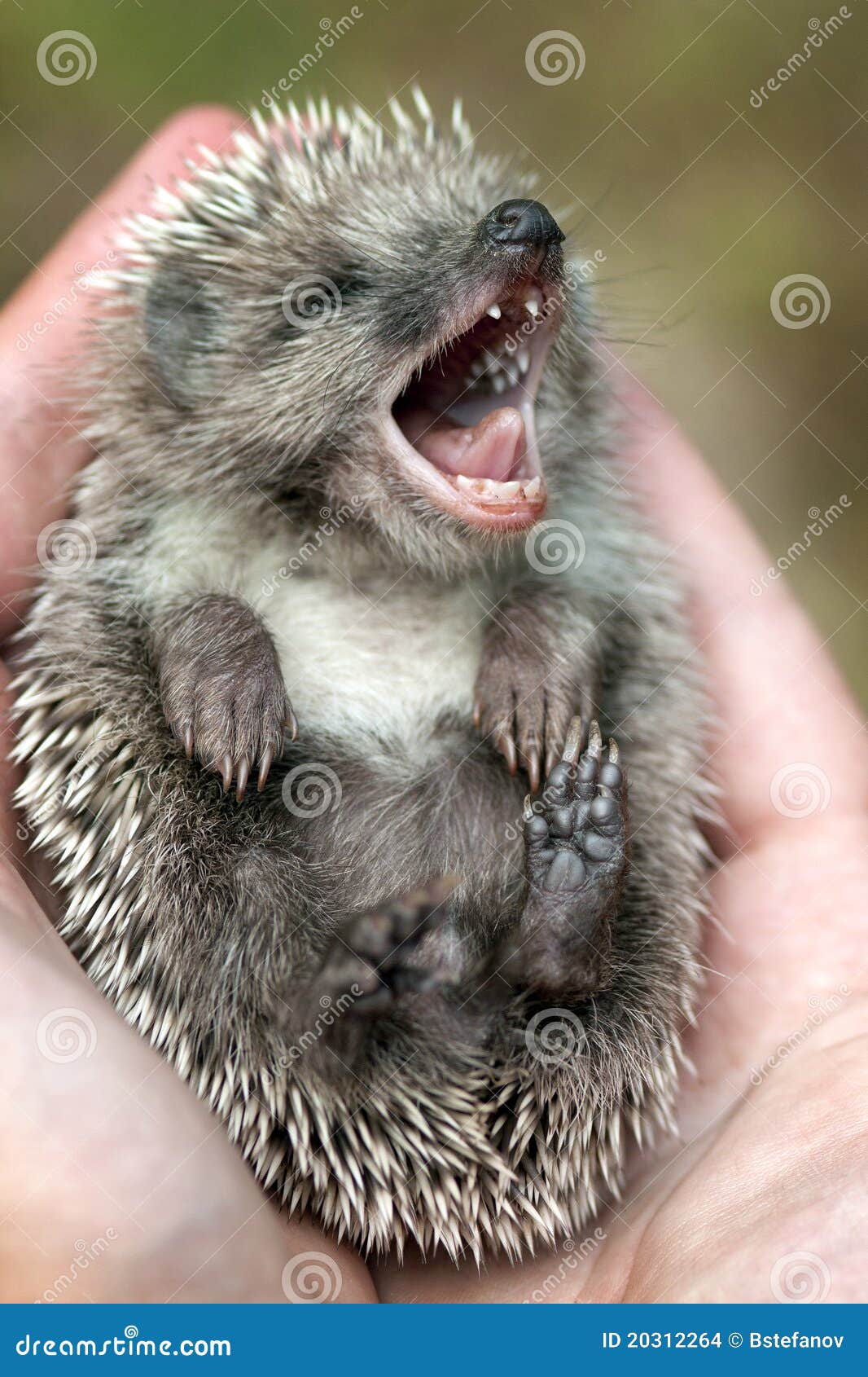 Erinaceus Europaeus, Western European Hedgehog. Royalty-Free Stock ...