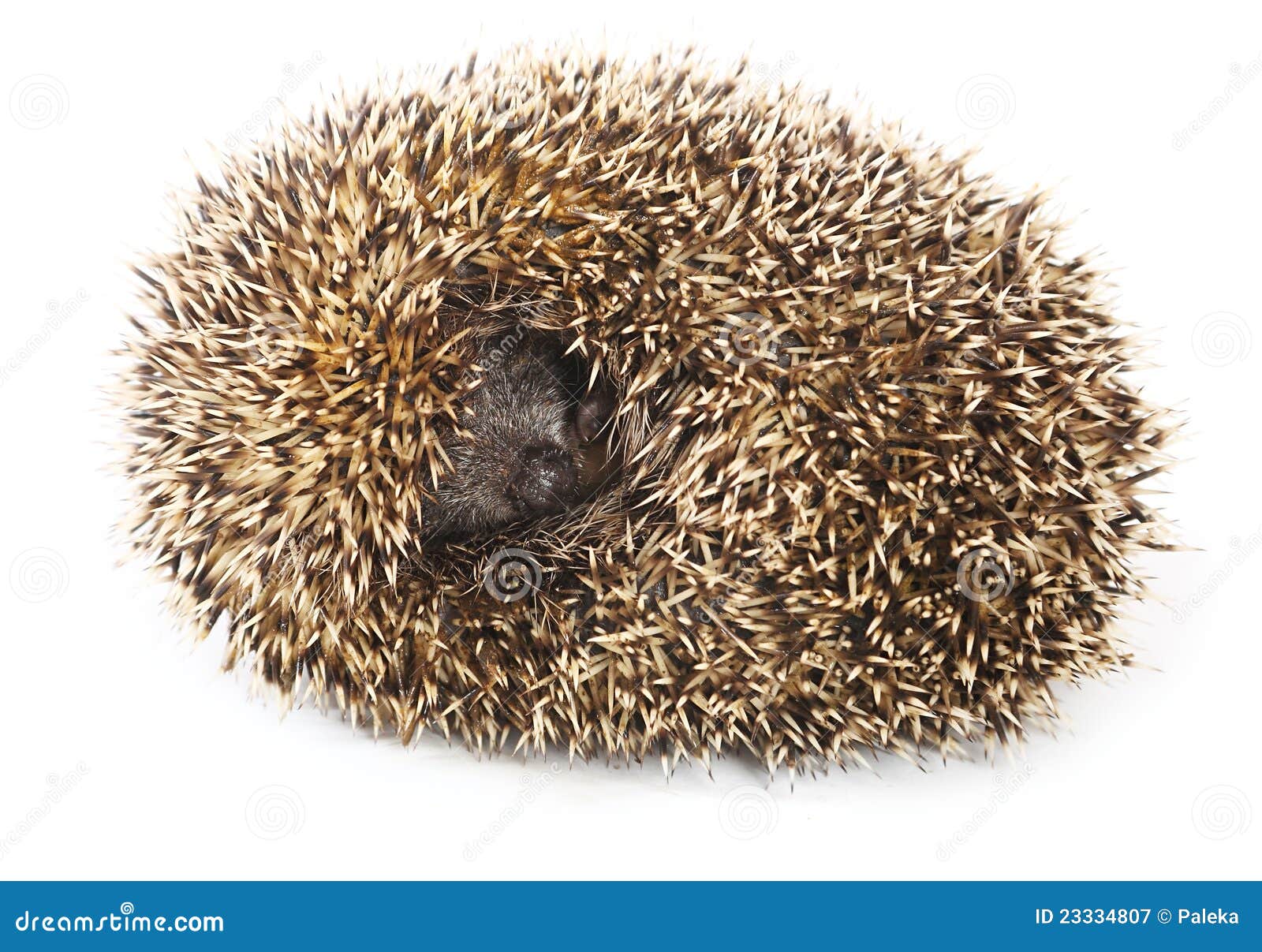 Hedgehog stock image. Image of defensive, roll, spiky - 23334807