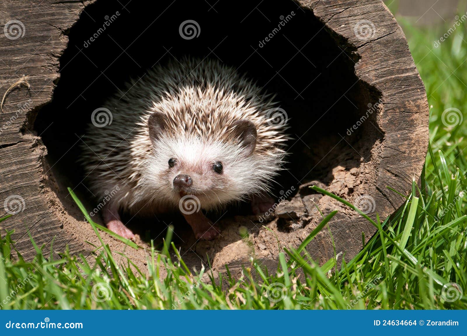 Hedgehog stock photo. Image of snout, yard, rodent, backyard - 24634664