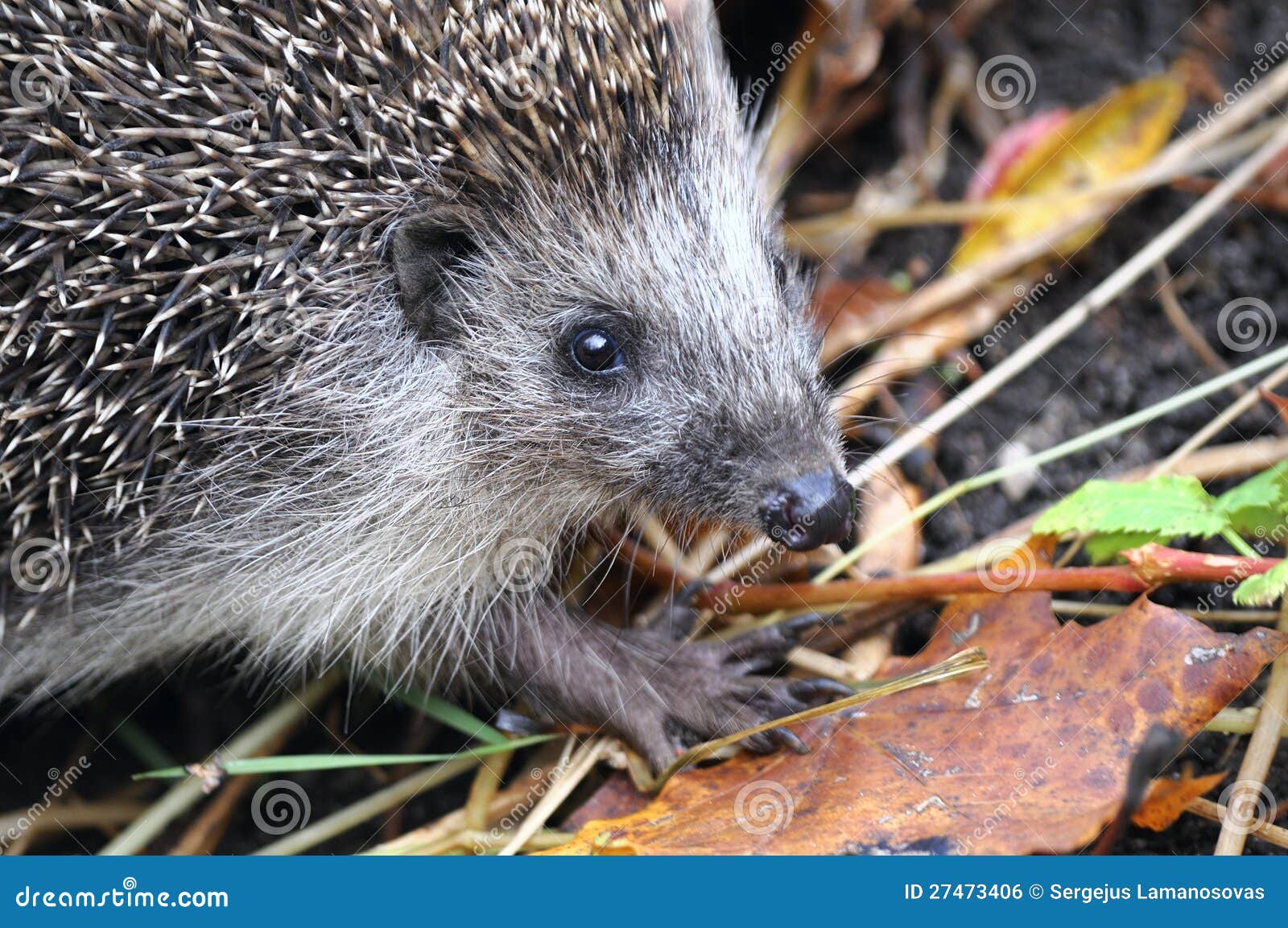 Hedgehog stock photo. Image of wild, mammal, leaves, hedgehog - 27473406