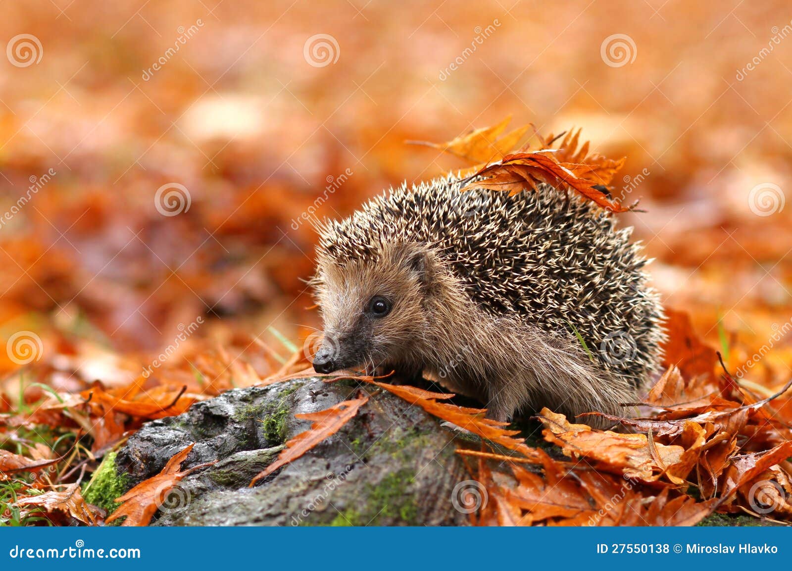 Hedgehog stock photo. Image of fall, thorn, animal, mammal - 27550138