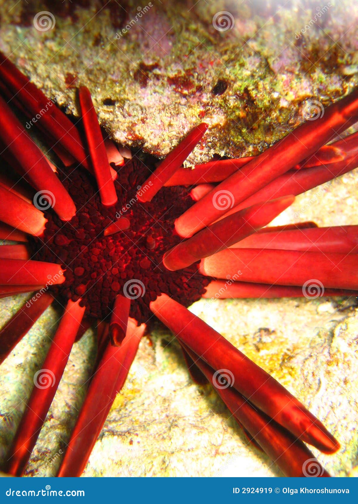 Hedgehog stock image. Image of fish, marine, egypt, scuba - 2924919