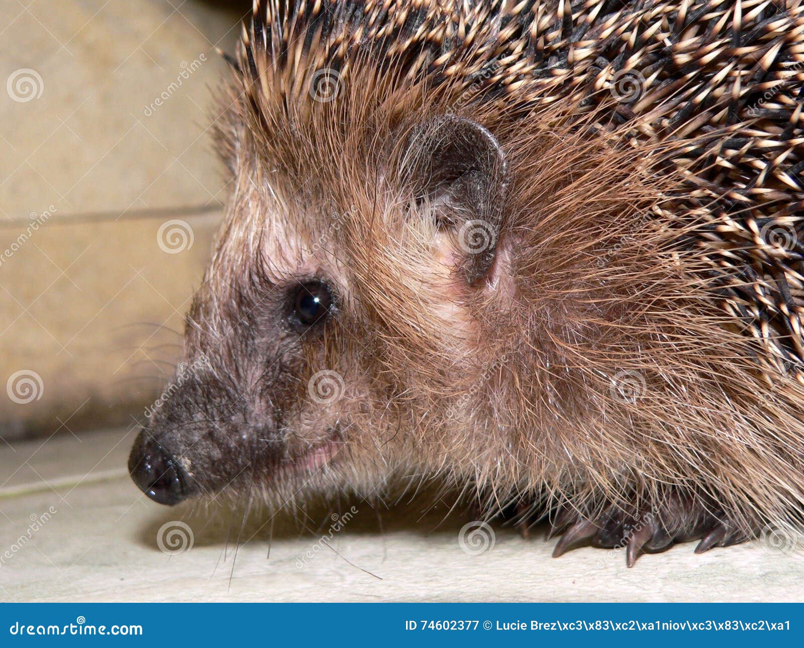 Hedgehog stock image. Image of floor, insectivores, erinaceidae - 74602377