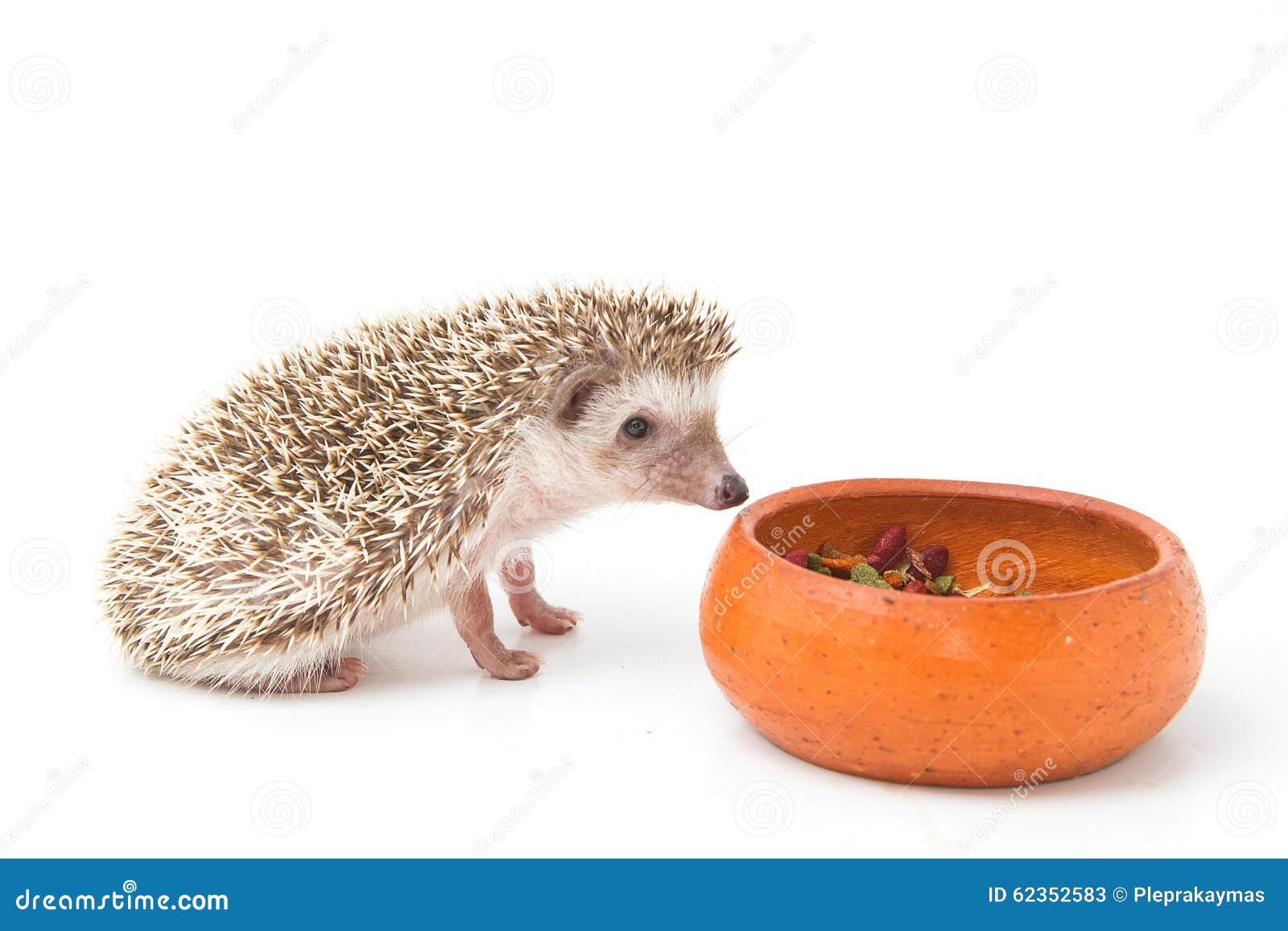 African Pygmy Hedgehog Stock Photography | CartoonDealer.com #24634934