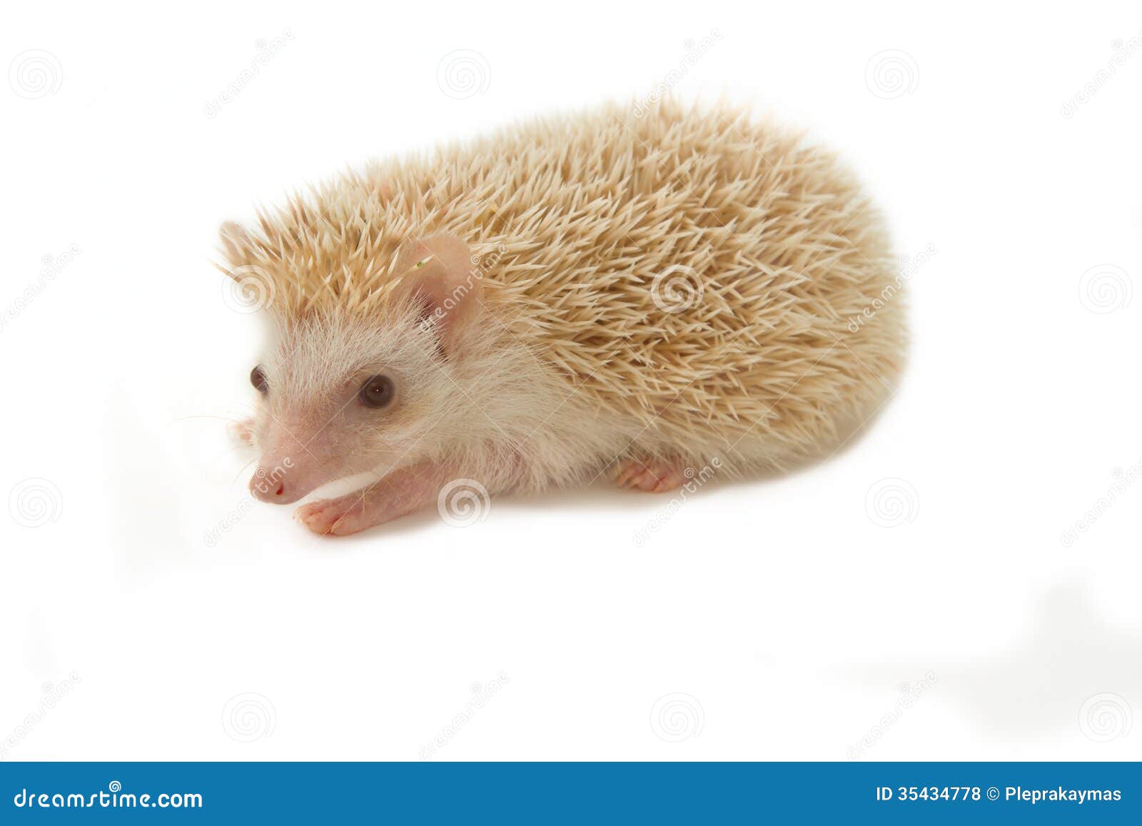 Hedgehog , African Pygmy Hedgehog Stock Photo - Image of adorable ...
