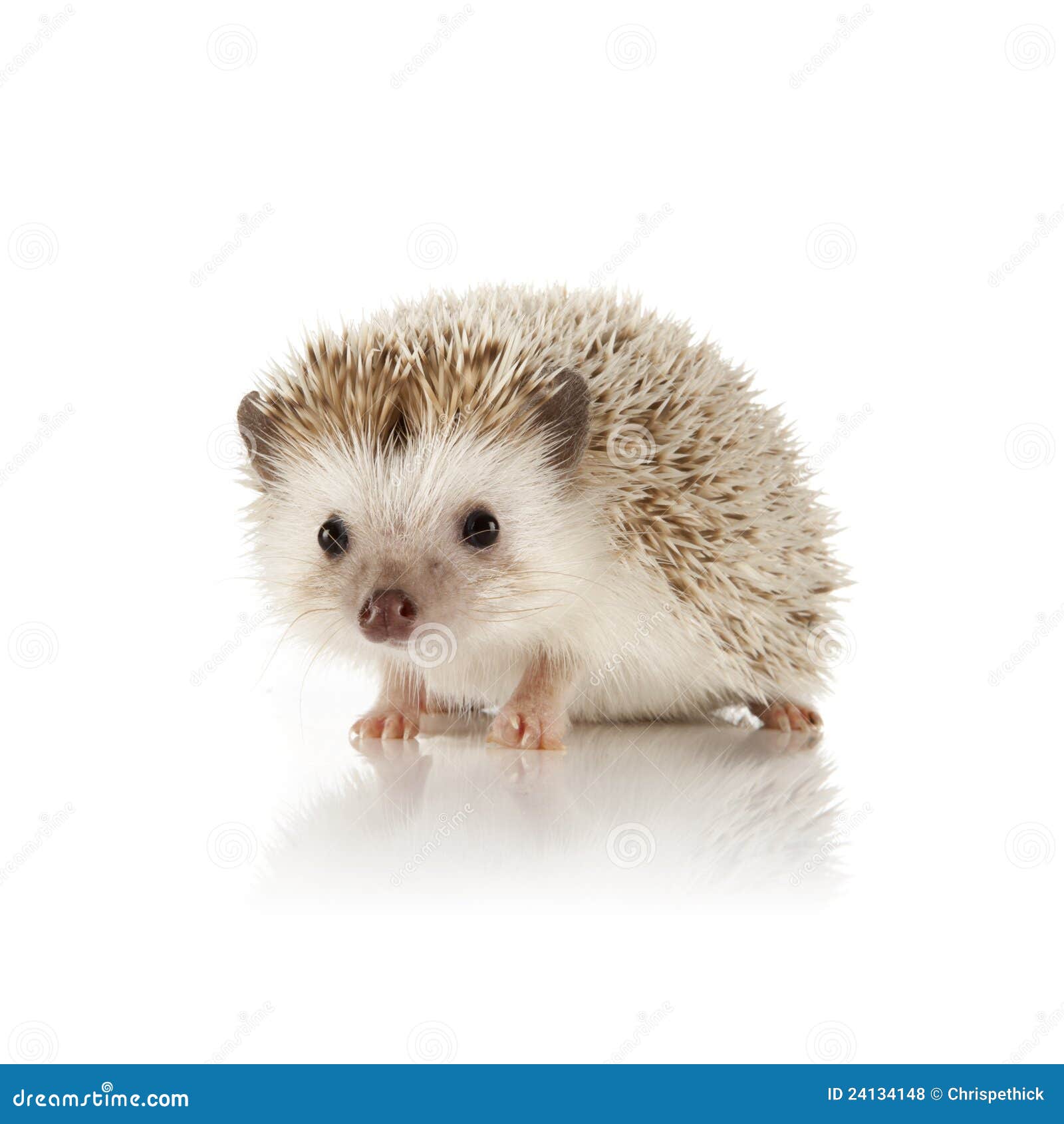 Hedgehog Africano Do Pigmeu Foto de Stock - Imagem de rato, africano ...