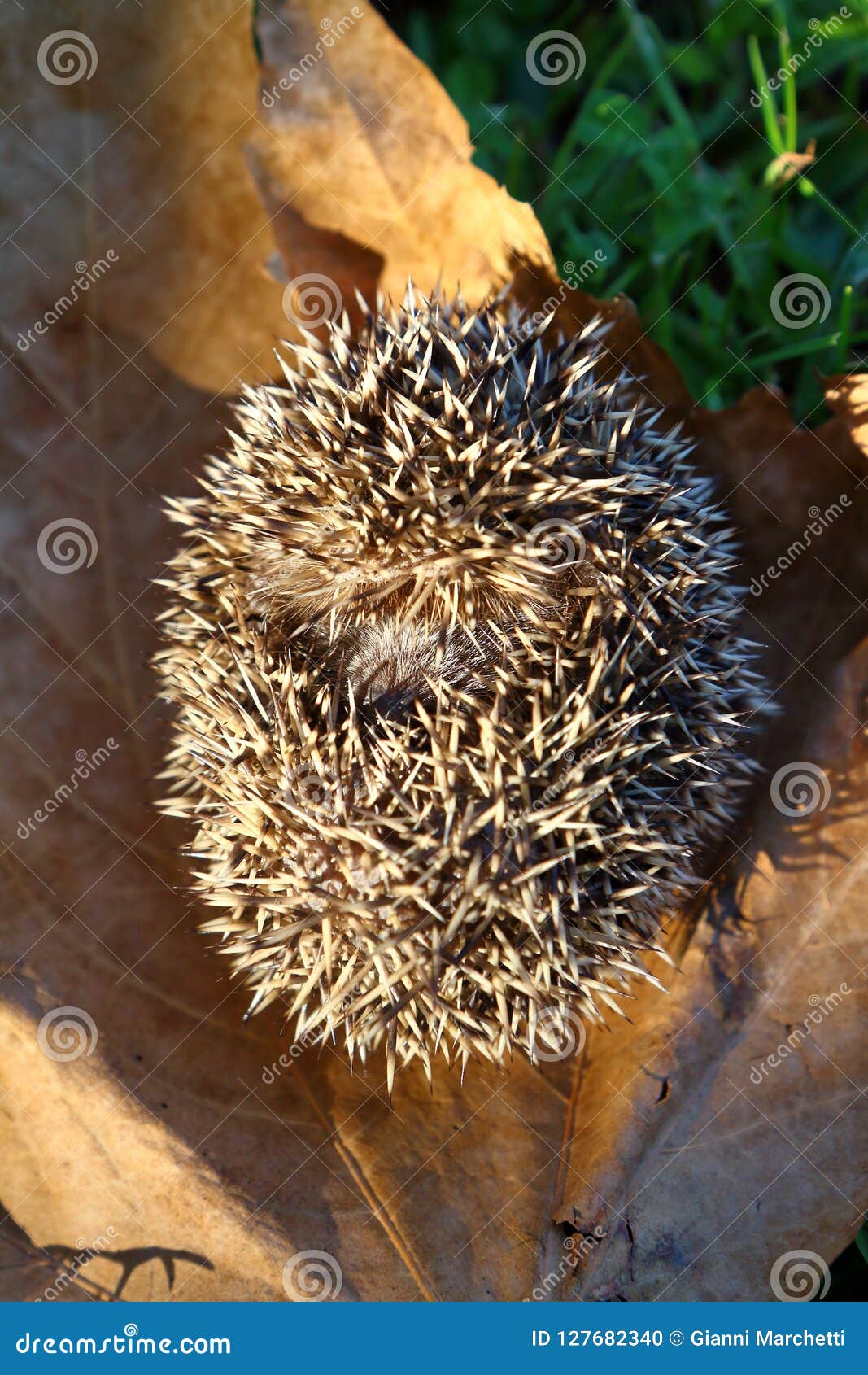 Hedgehog in Autumn stock photo. Image of fall, british - 127682340