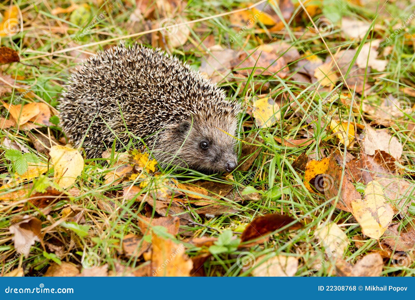 Hedgehog in the Autumn Forest Stock Photo - Image of faded, color: 22308768