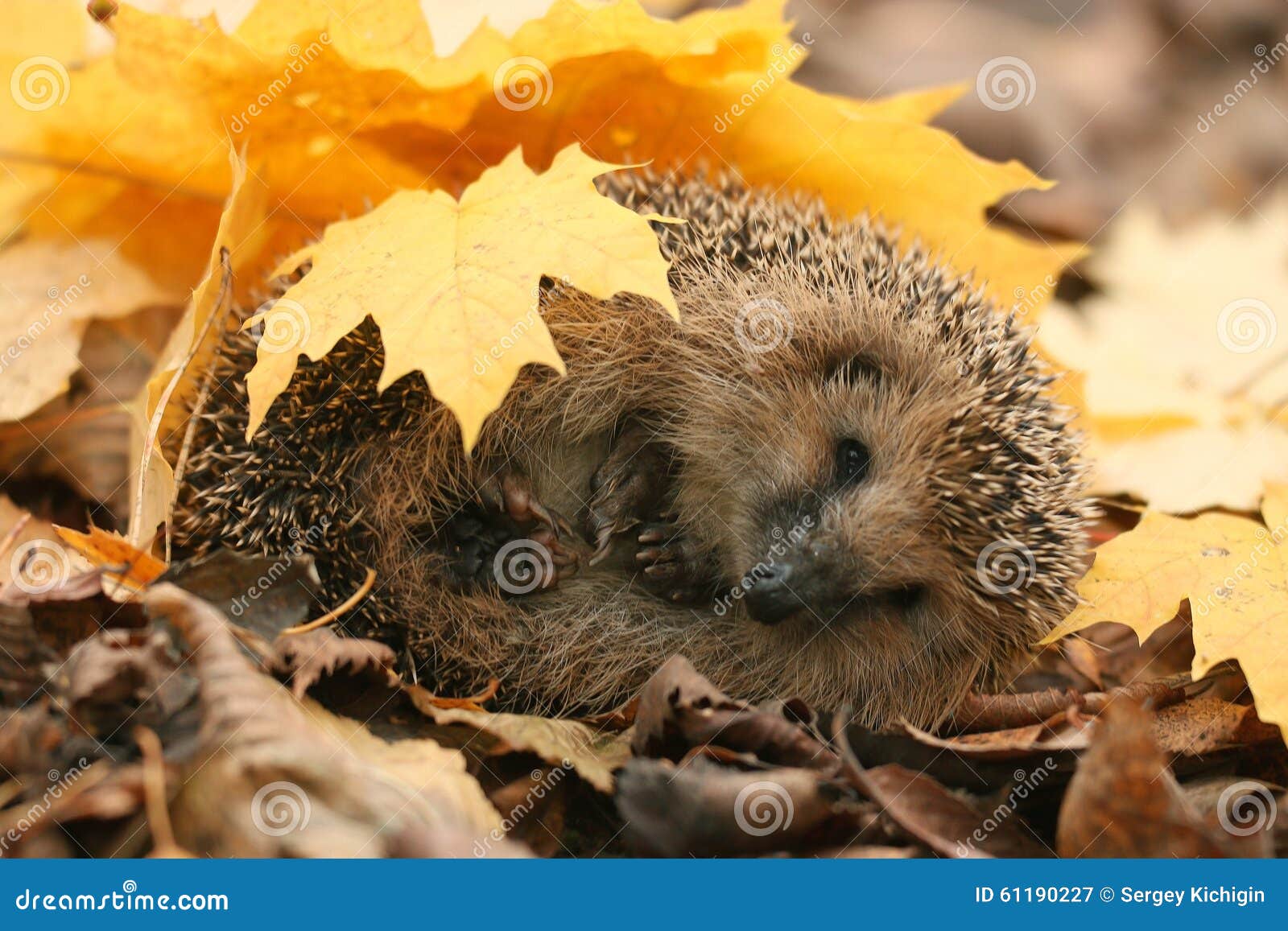 Hedgehog in autumn leaves stock image. Image of hedgehog - 61190227