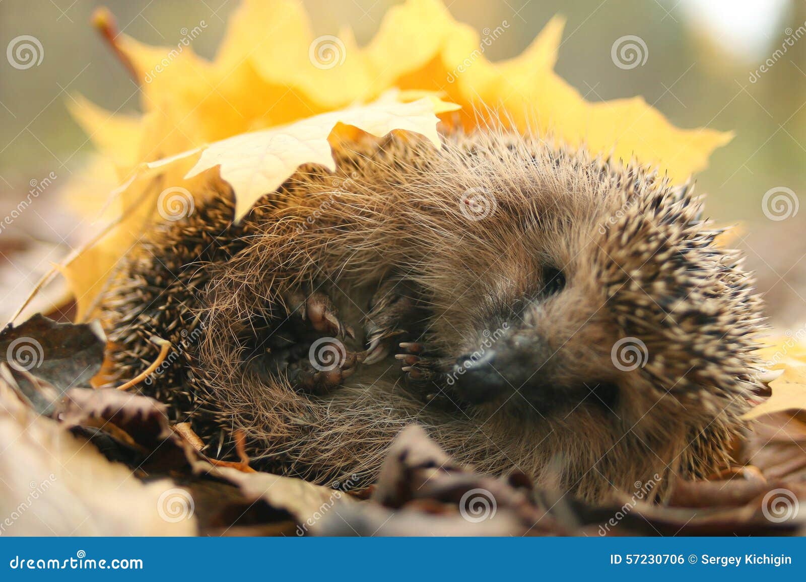 Hedgehog autumn leaves stock photo. Image of park, fairy - 57230706