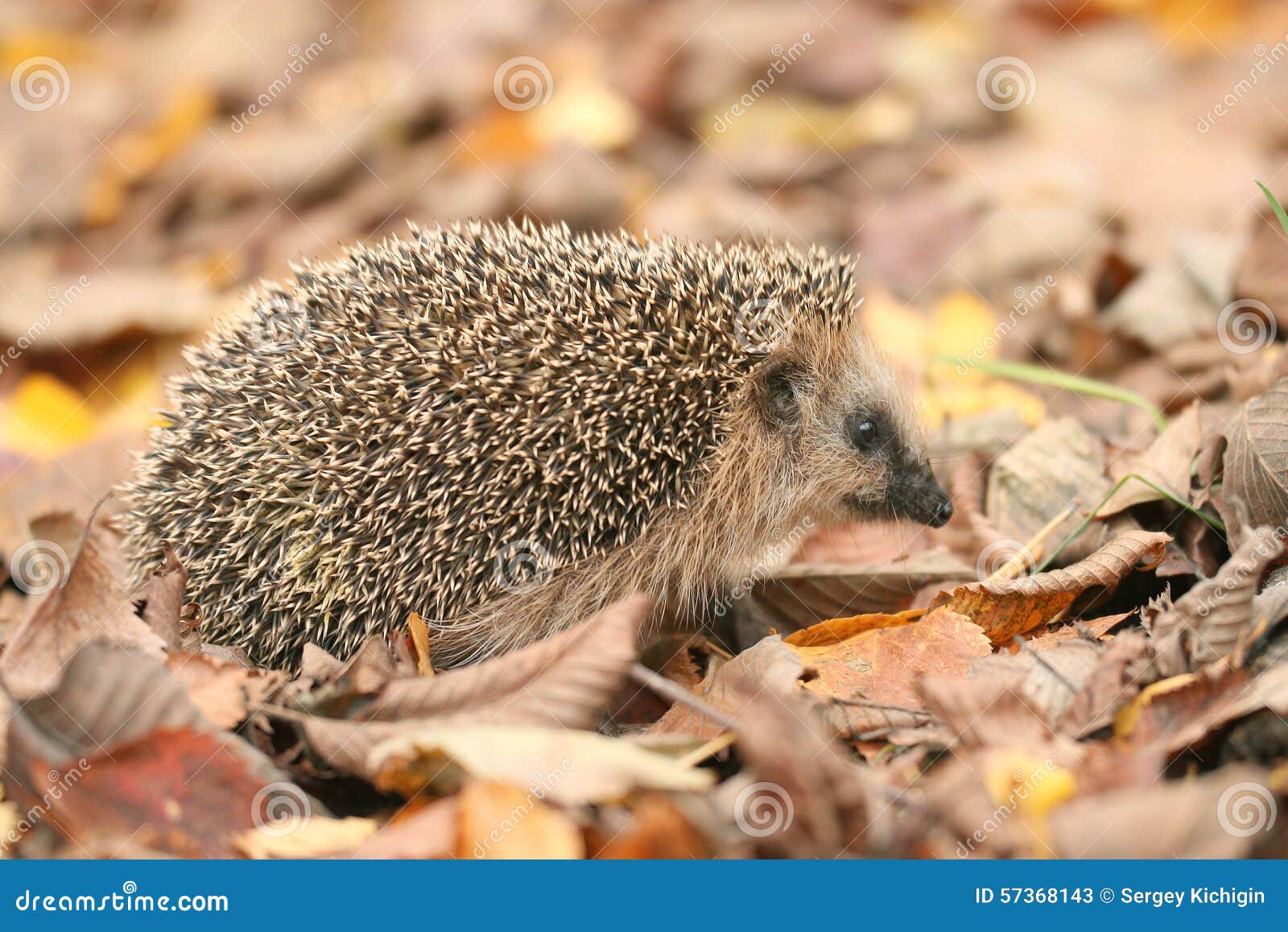 Hedgehog autumn leaves stock image. Image of hedgehog - 57368143