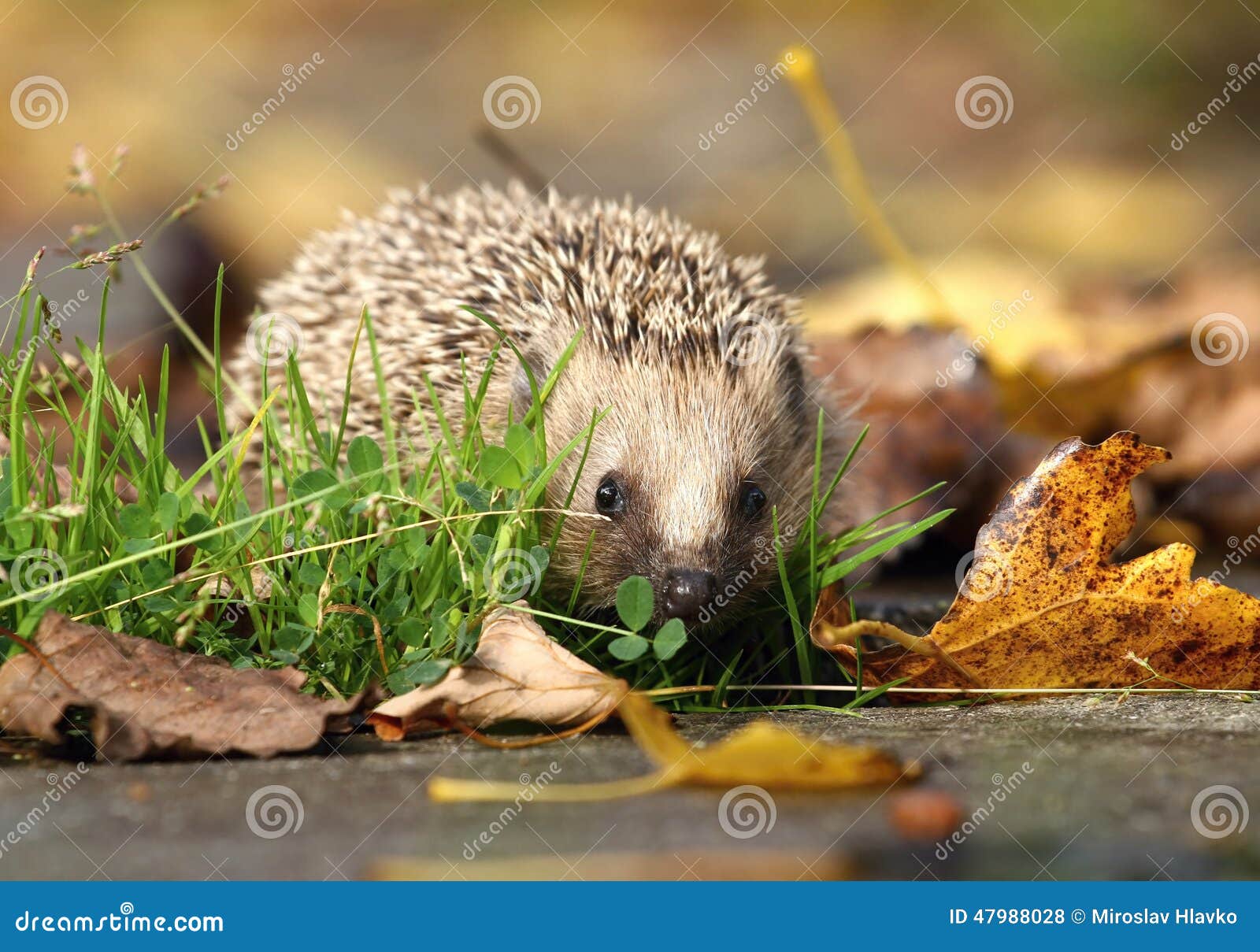 Hedgehog in autumn stock photo. Image of insectivore - 47988028