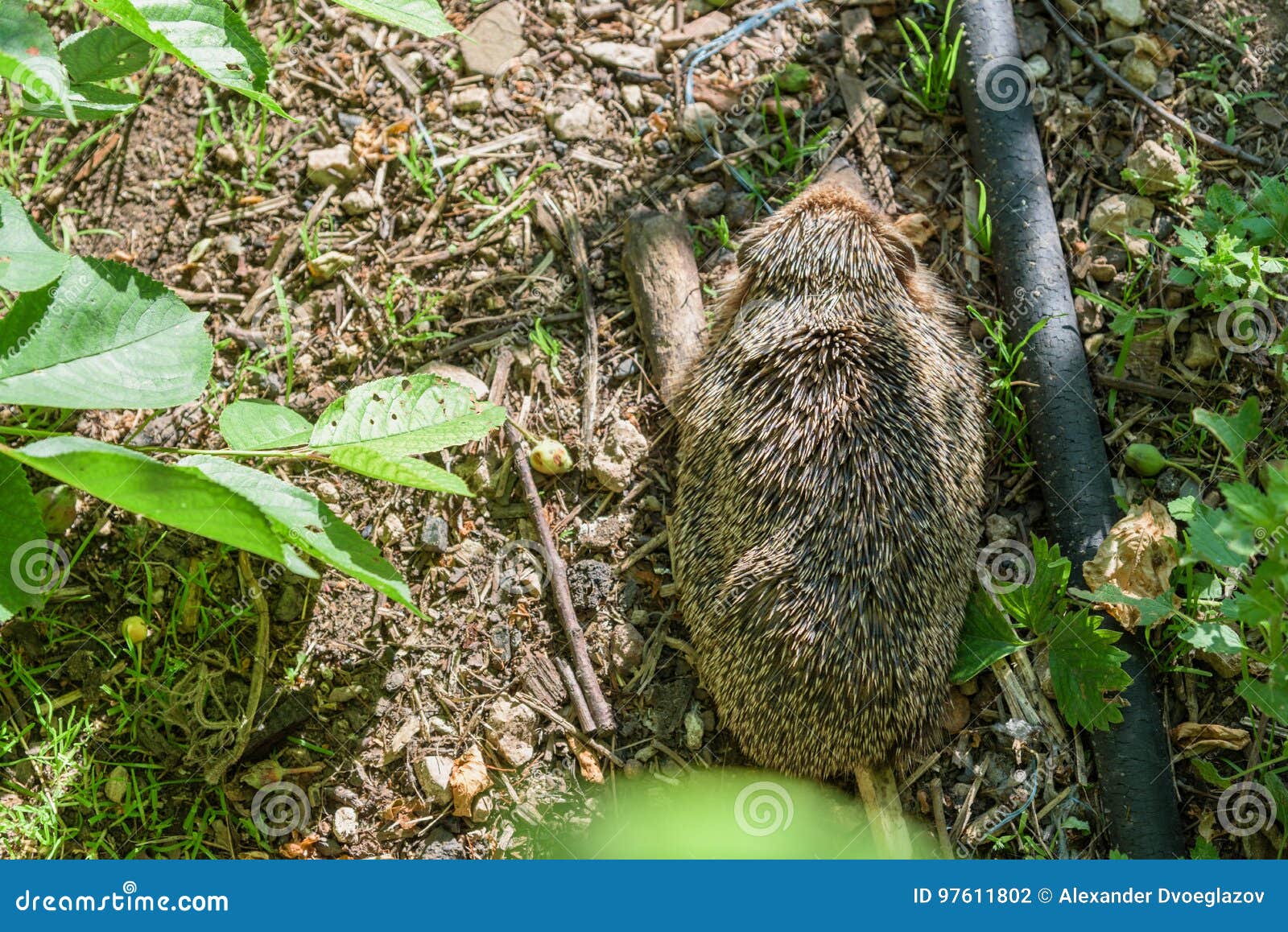 Hedgehog back view stock photo. Image of close, nature - 97611802