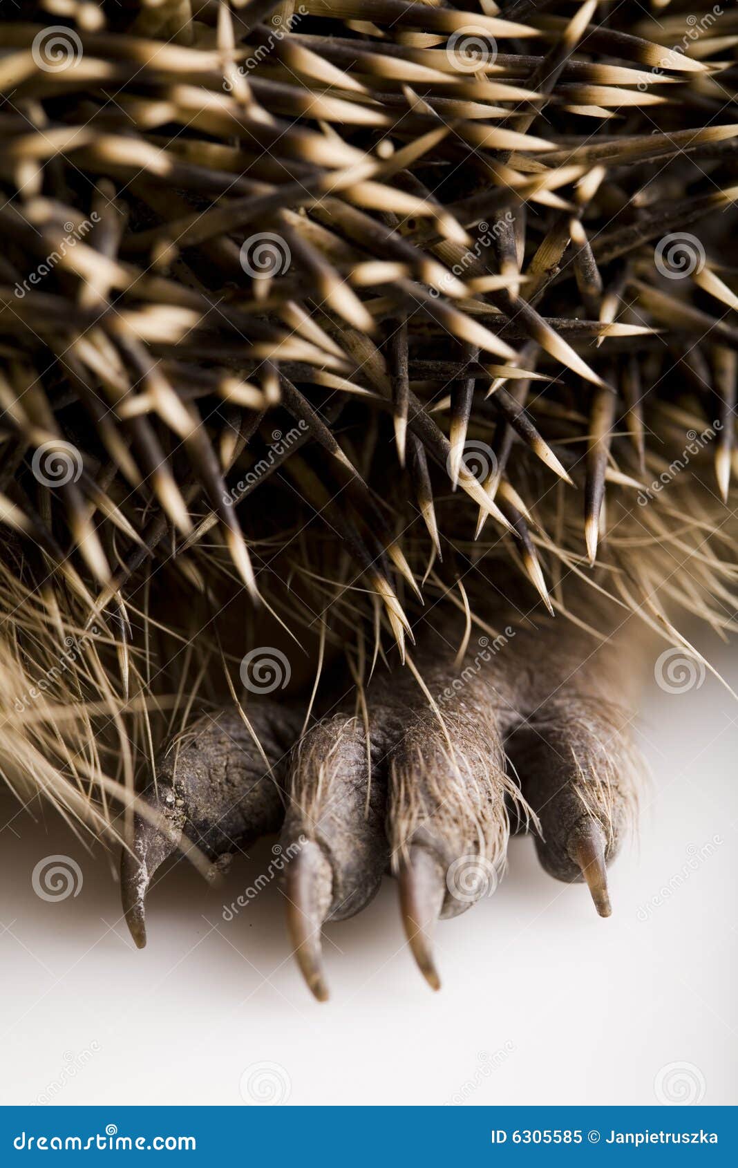 Hedgehog body stock image. Image of nature, natural, sharp - 6305585