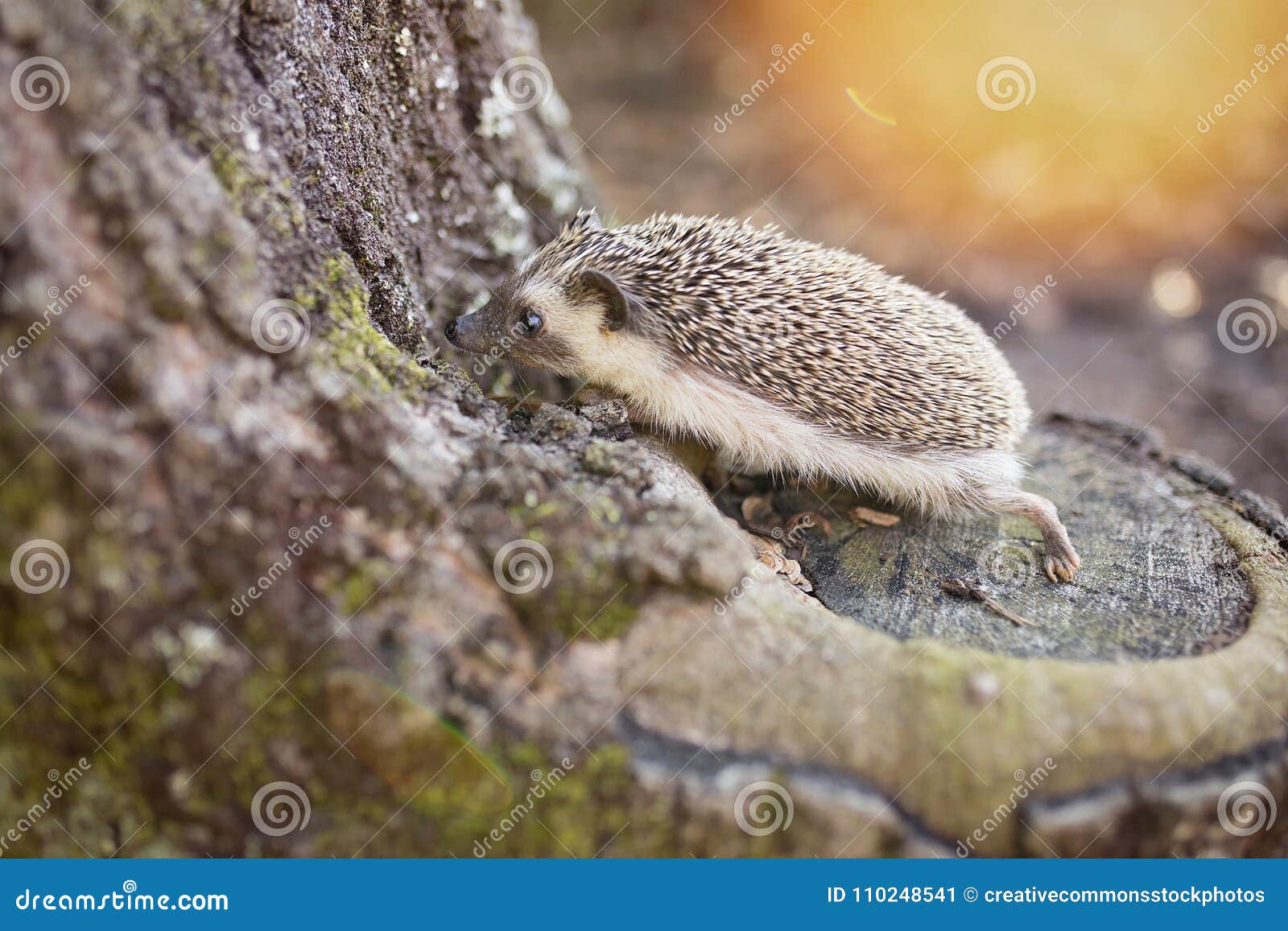 Hedgehog On Brown Tree Picture. Image: 110248541