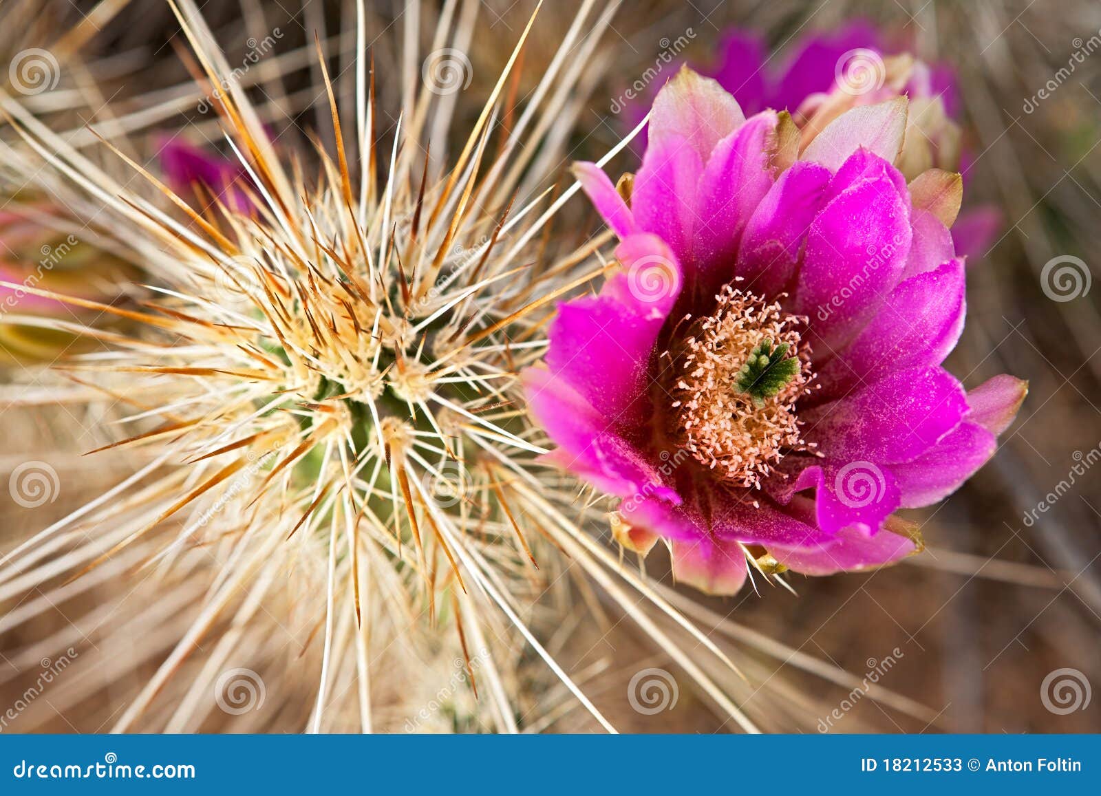 Hedgehog Cactus stock image. Image of stamens, blossom - 18212533