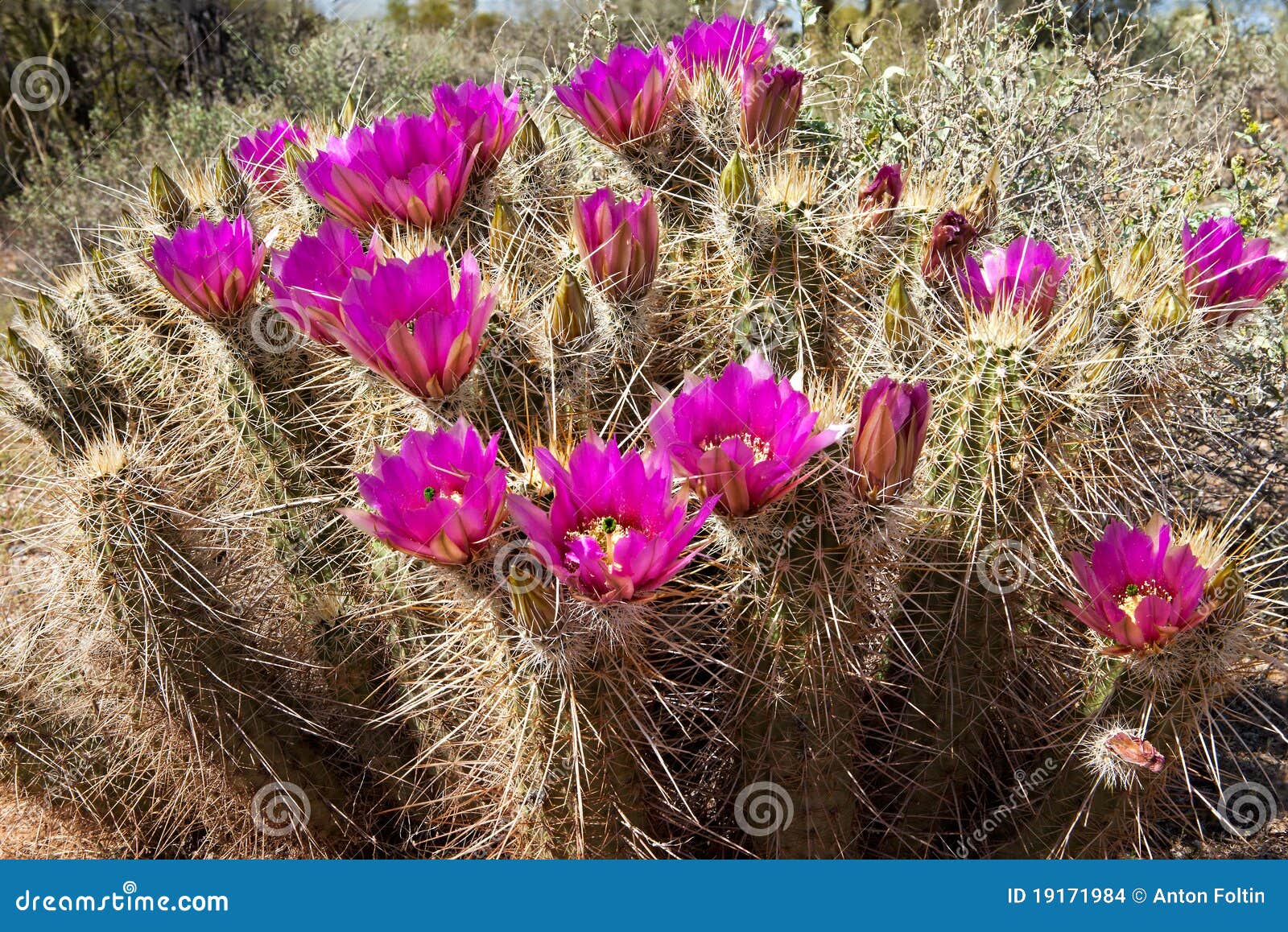Hedgehog Cactus stock photo. Image of flower, cacti, spines - 19171984