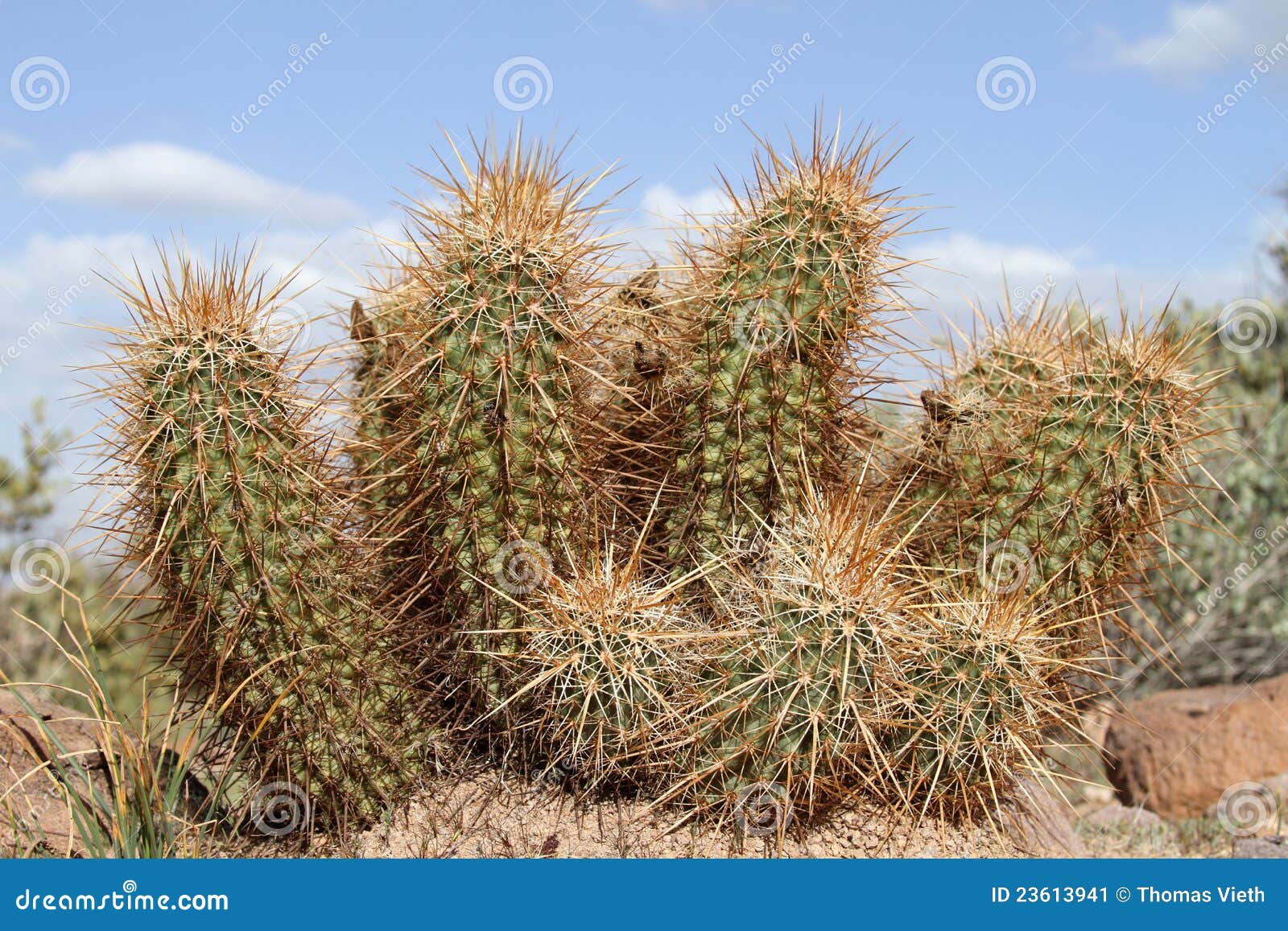 Arizona, Hedgehog Cactus stock image. Image of cylindrical - 23613941