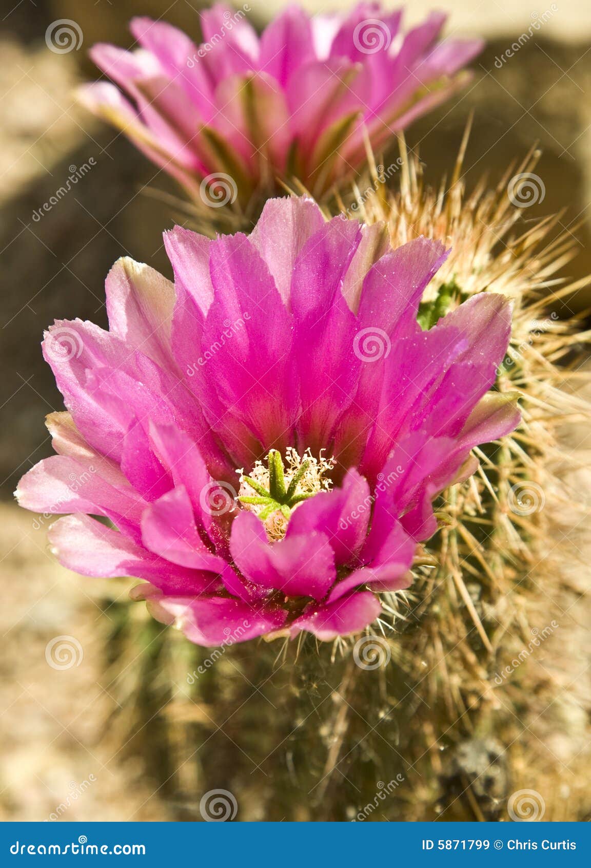 Hedgehog Cactus in Bloom stock image. Image of hedgehog - 5871799