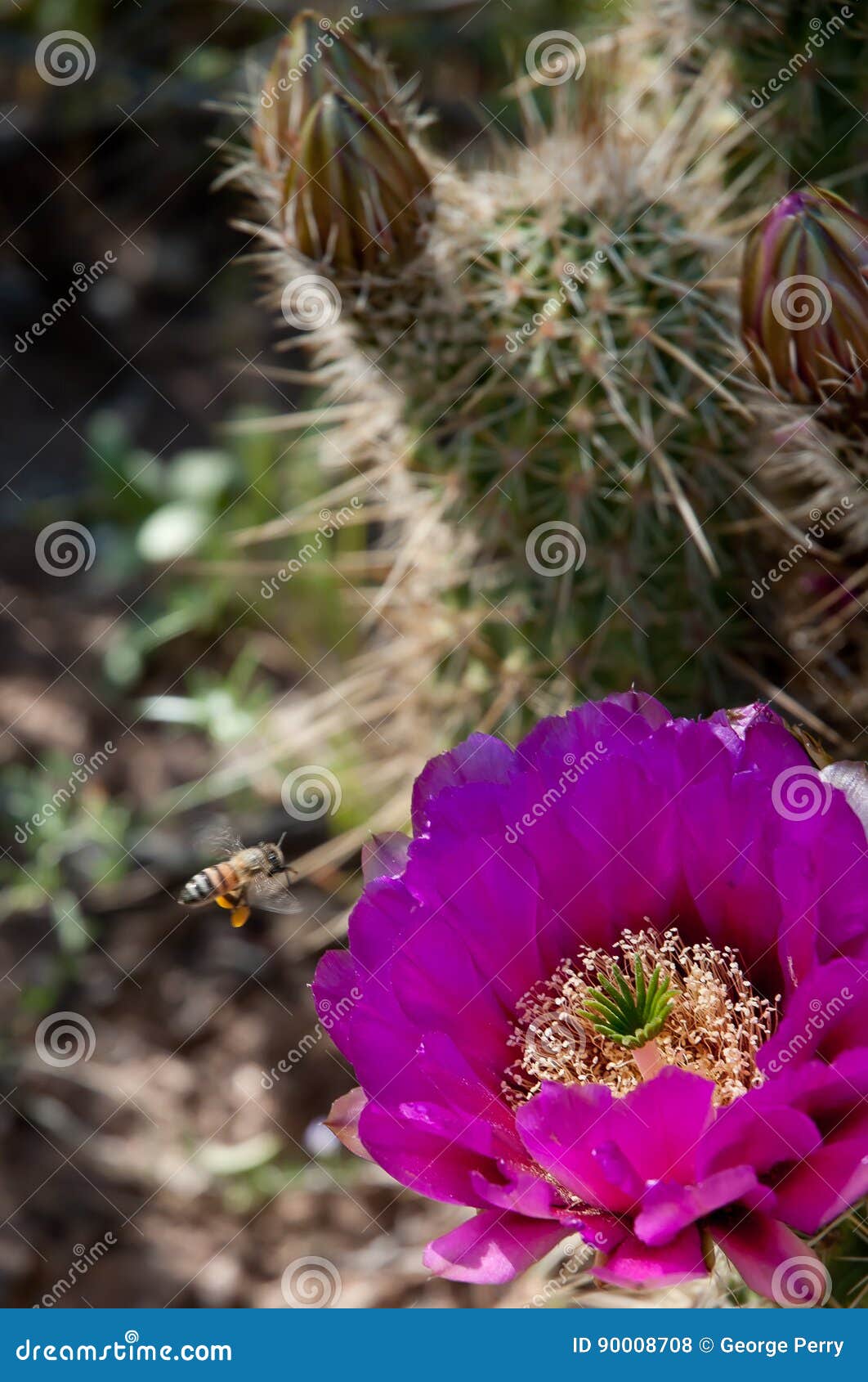 Hedgehog Cactus stock photo. Image of echinocereus, cactus - 90008708