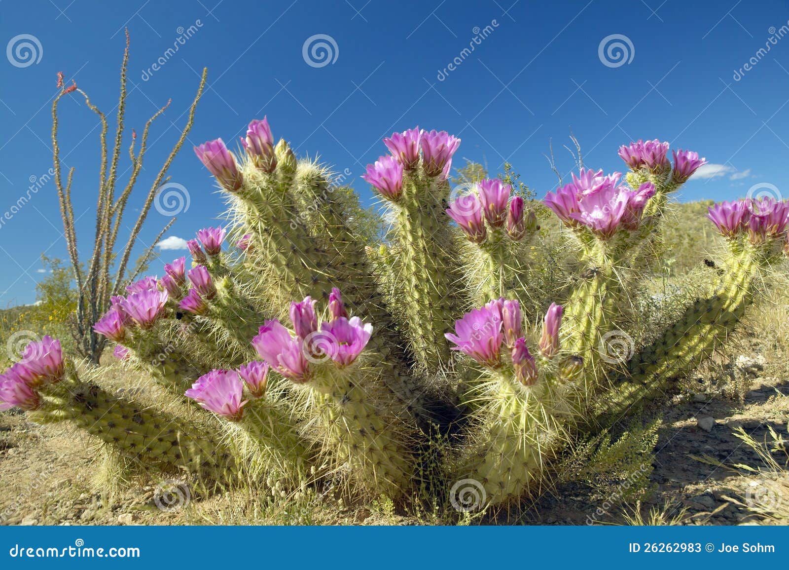 Hedgehog Cactus blooming stock image. Image of outdoors - 26262983