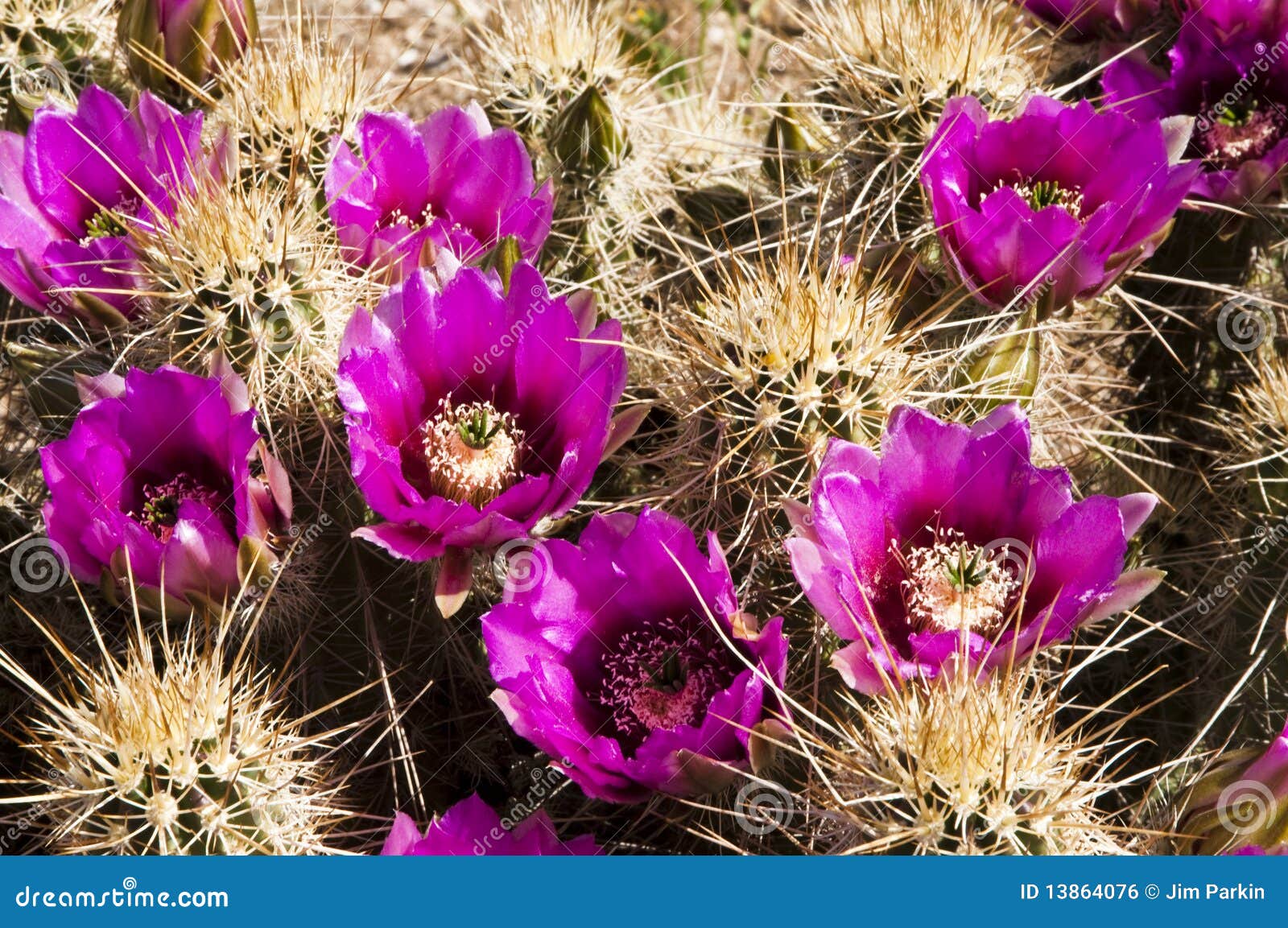 Hedgehog Cactus Stock Photography | CartoonDealer.com #14157422