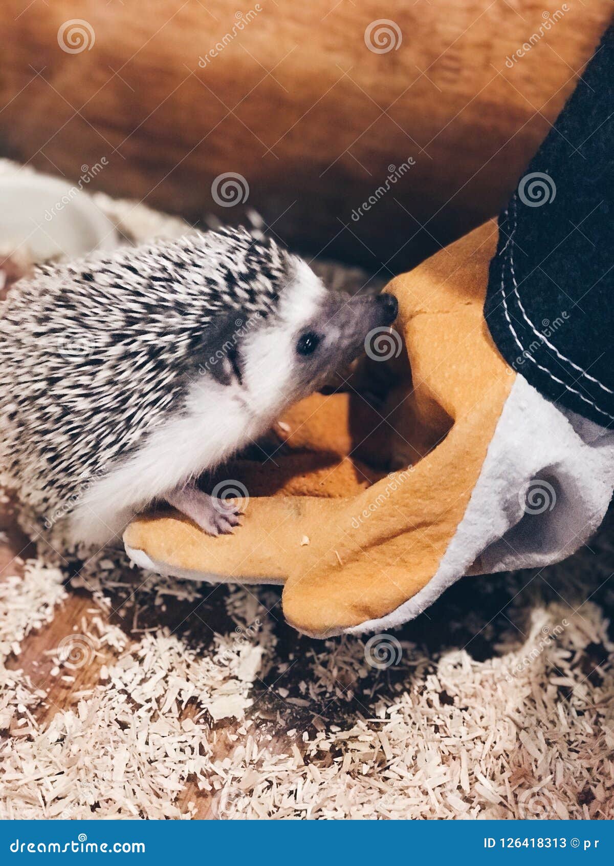 Cute hedgehog stock image. Image of climbing, hand, cute - 126418313