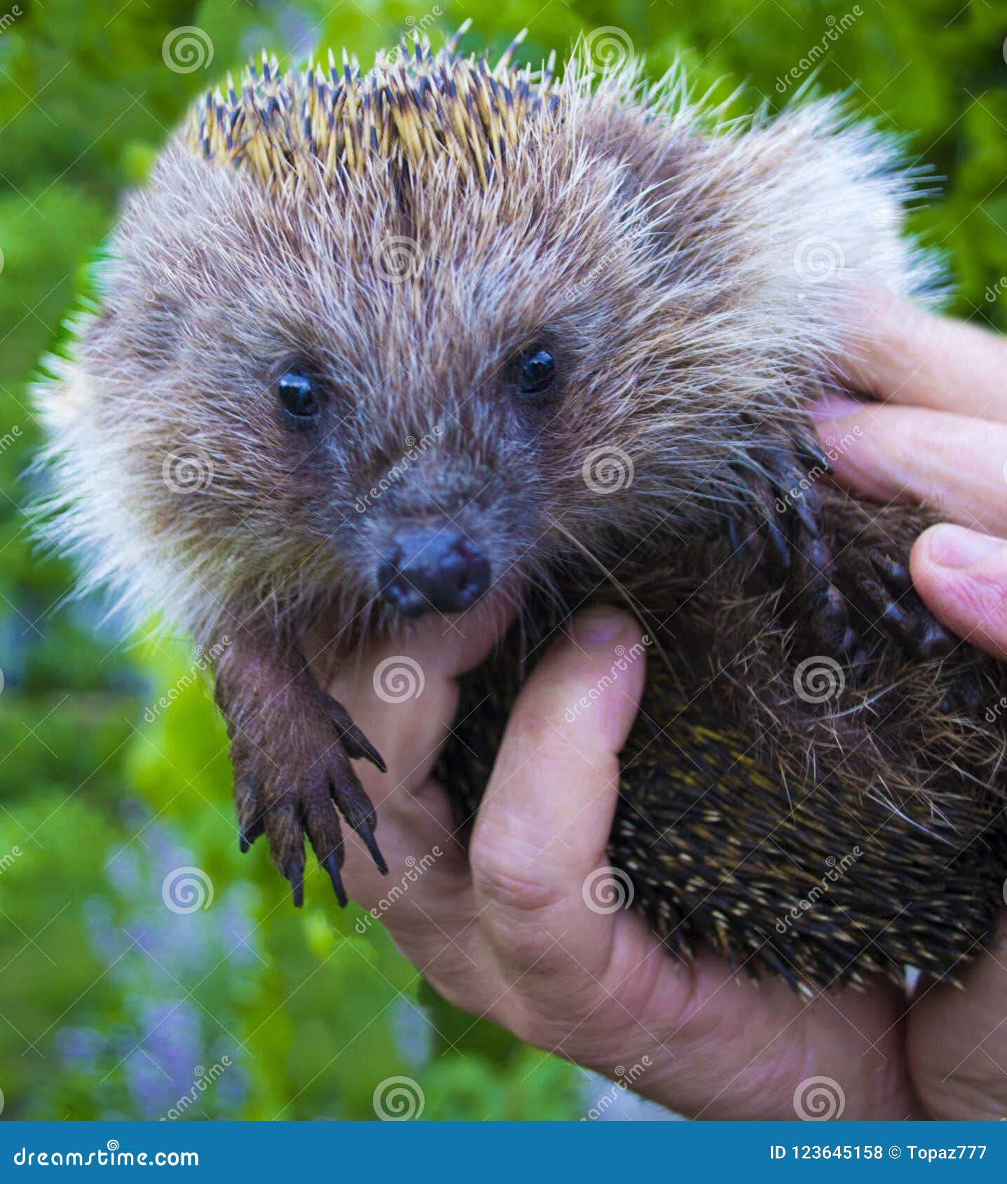 Hedgehog close-up animal stock photo. Image of moss - 123645158