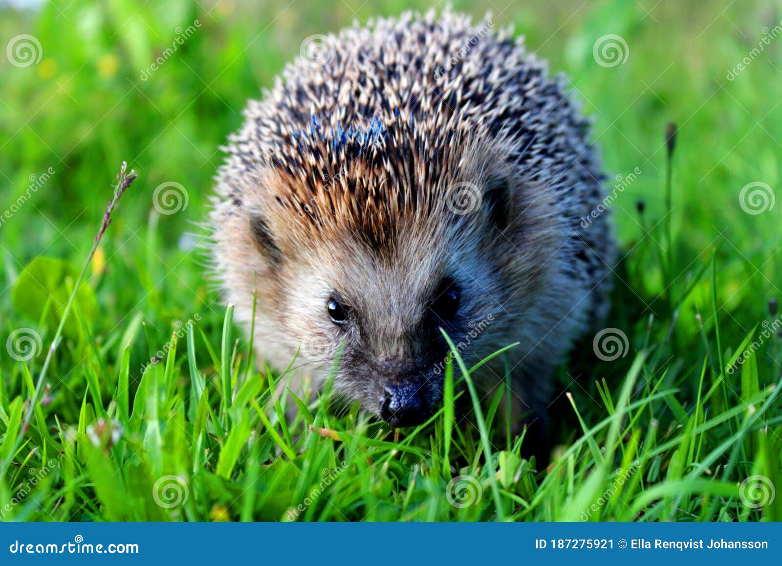 Hedgehog close-up stock image. Image of beak, plant - 187275921