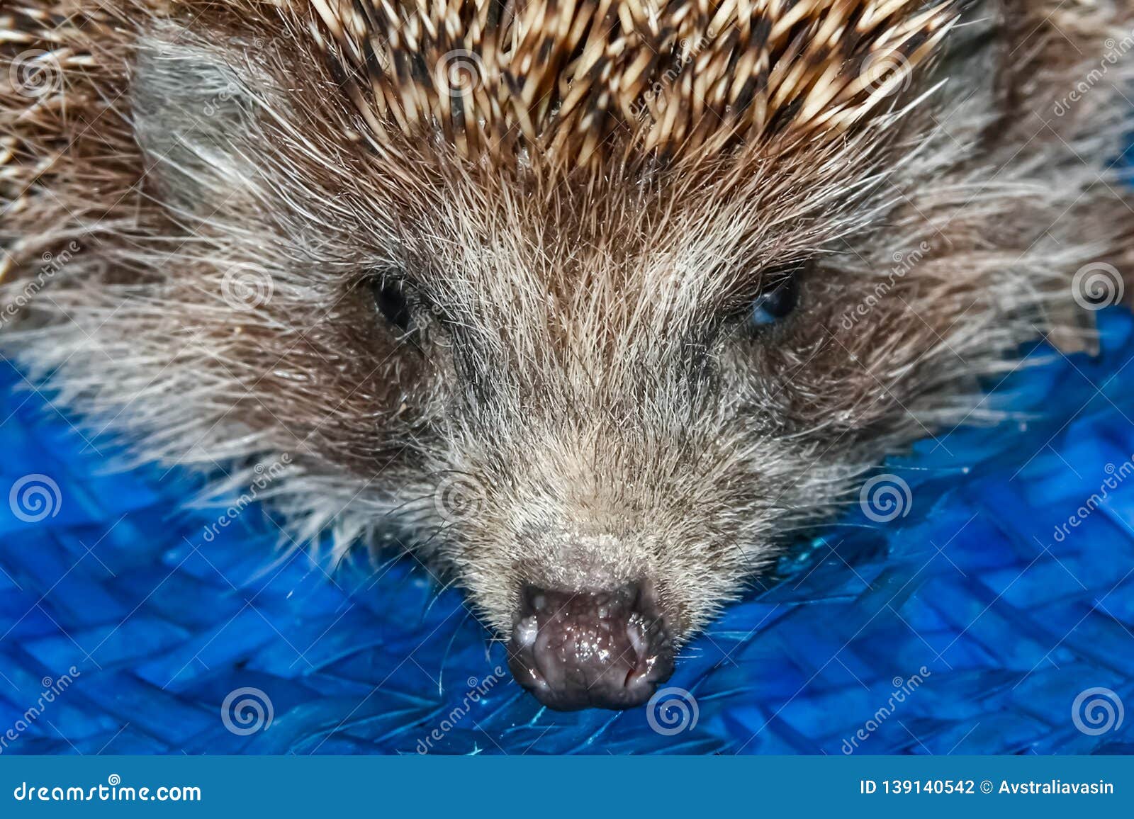 Hedgehog Close Up, Face Of A Hedgehog Stock Photo - Image of background ...