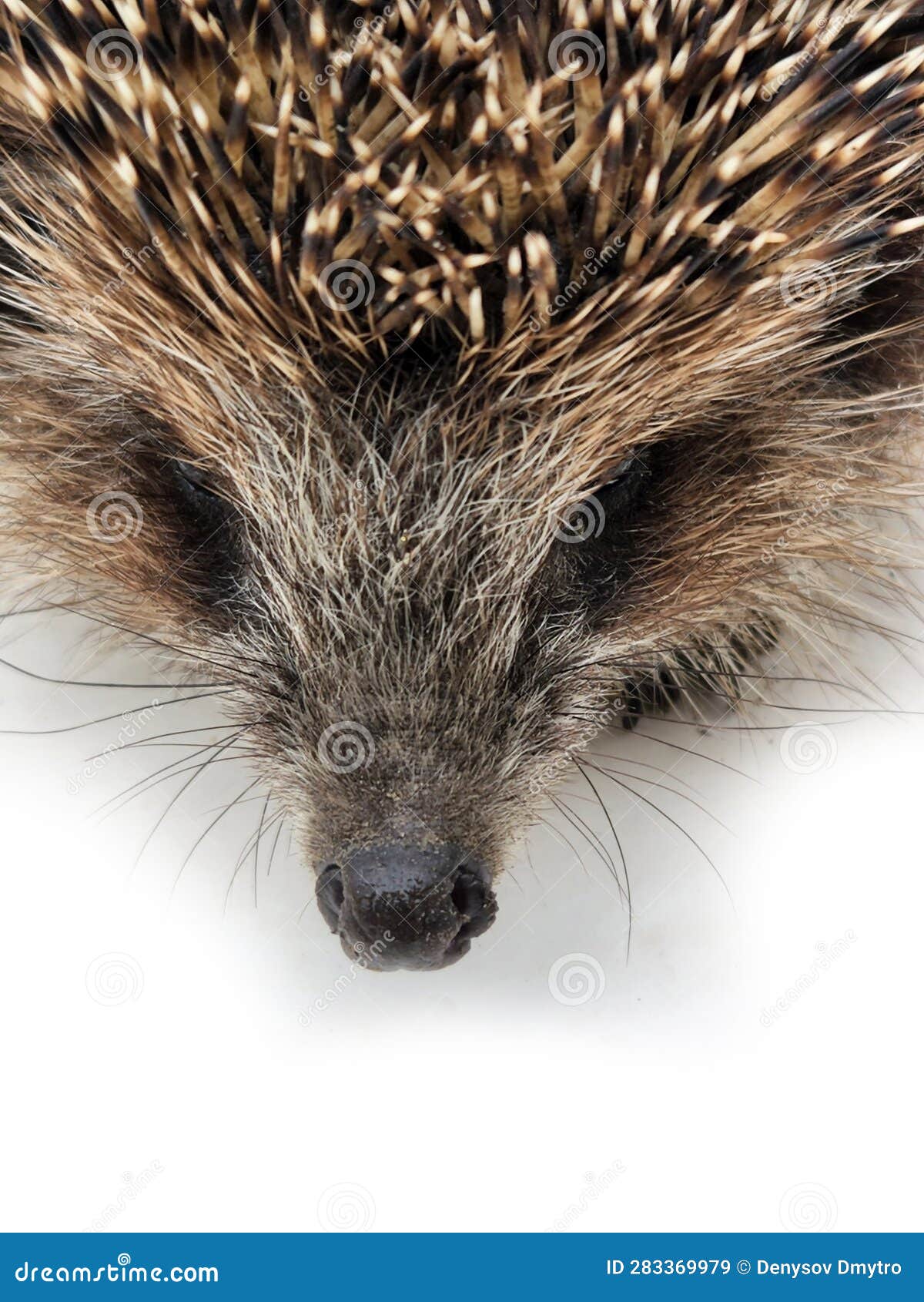 Hedgehog. Hedgehog Close-up Stock Image - Image of wool, mouth: 283369979