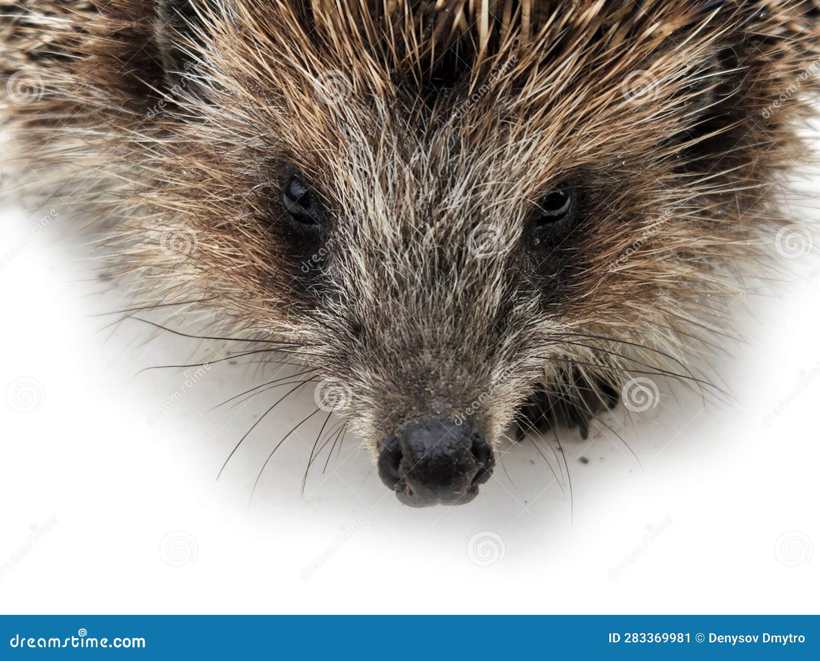 Hedgehog. Hedgehog Close-up Stock Image - Image of lawn, nature: 283369981