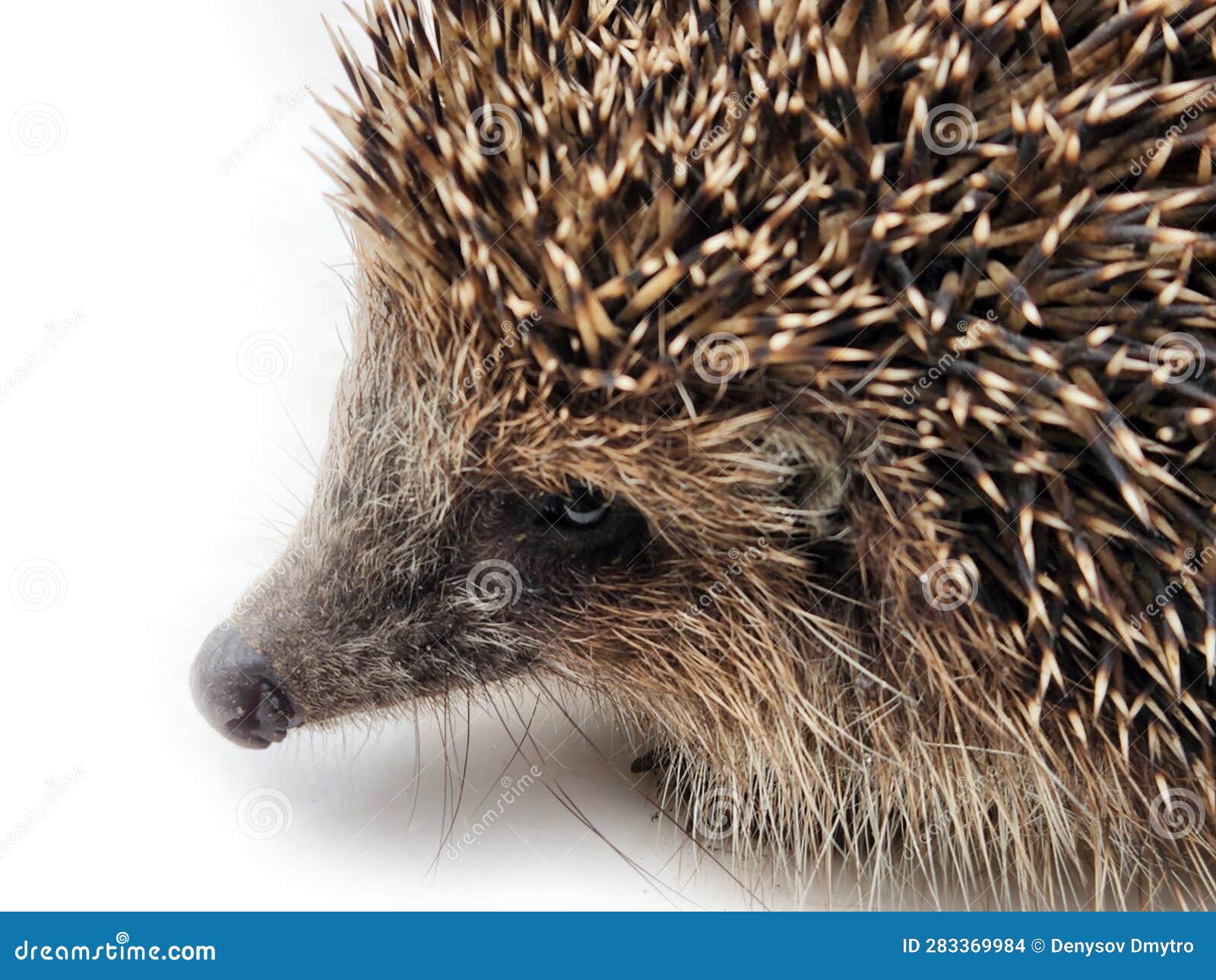 Hedgehog. Hedgehog Close-up Stock Photo - Image of color, kind: 283369984