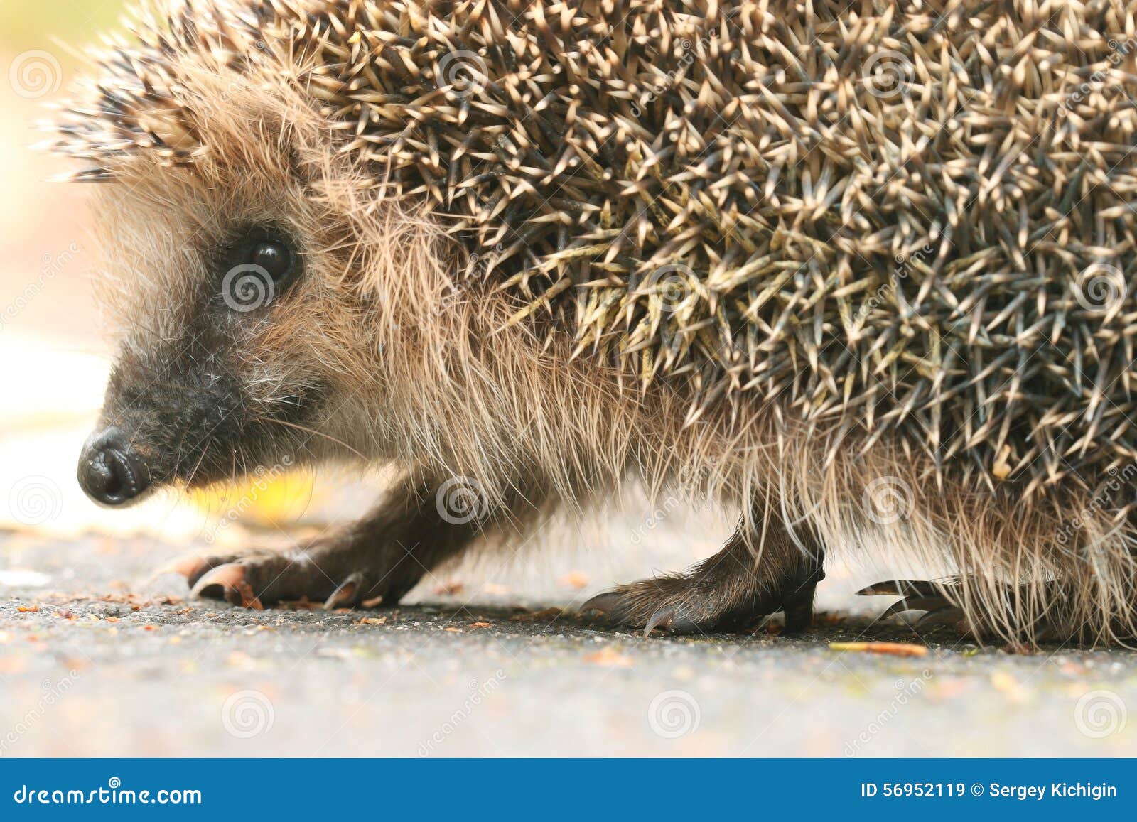 Hedgehog close-up stock image. Image of animal, national - 56952119