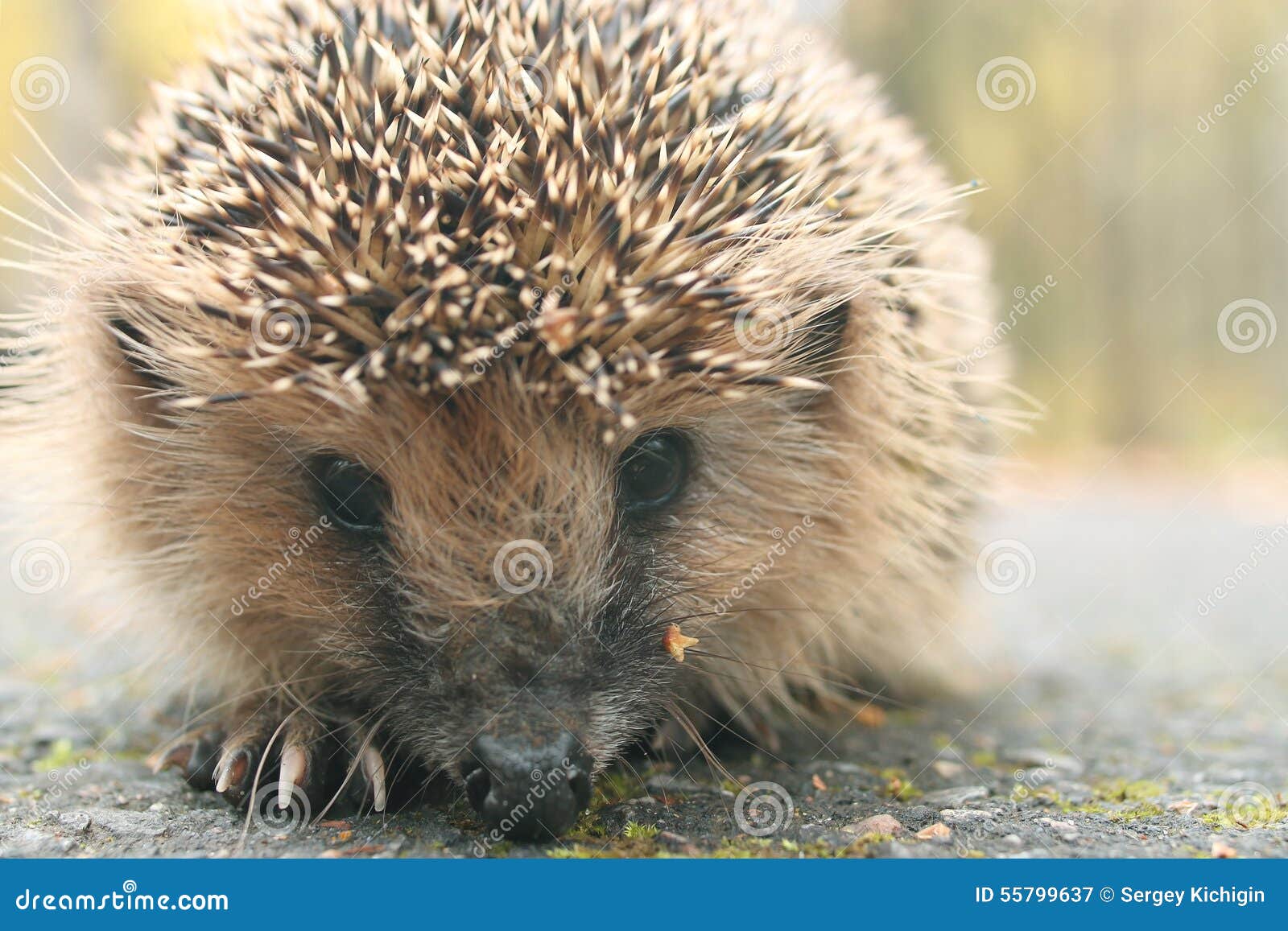 Hedgehog close-up portrait stock image. Image of closeup - 55799637