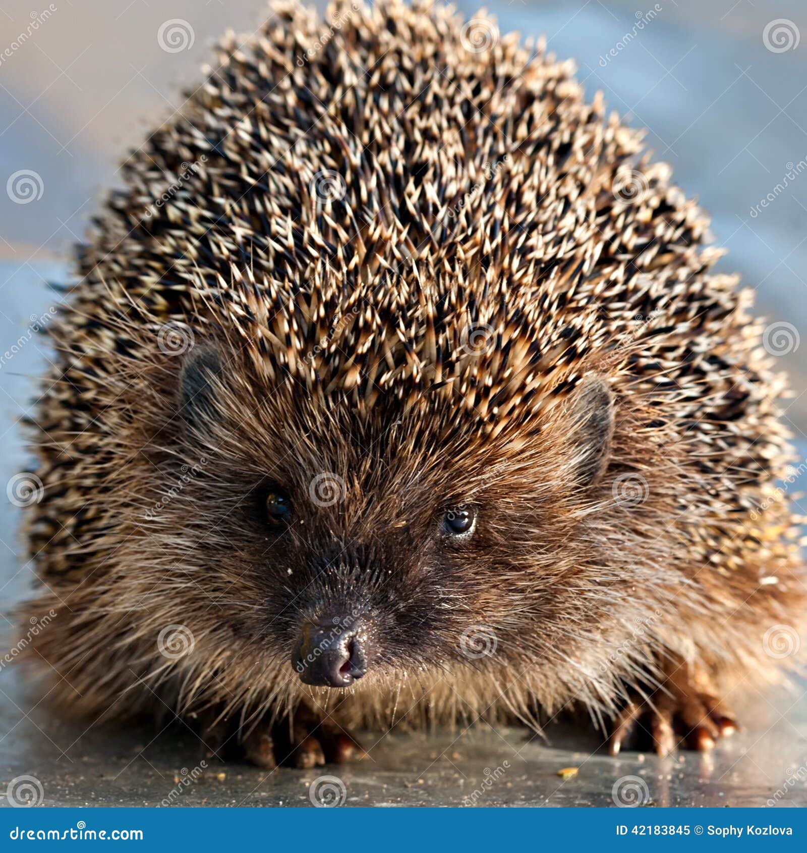 Hedgehog closeup stock image. Image of small, wildlife - 42183845