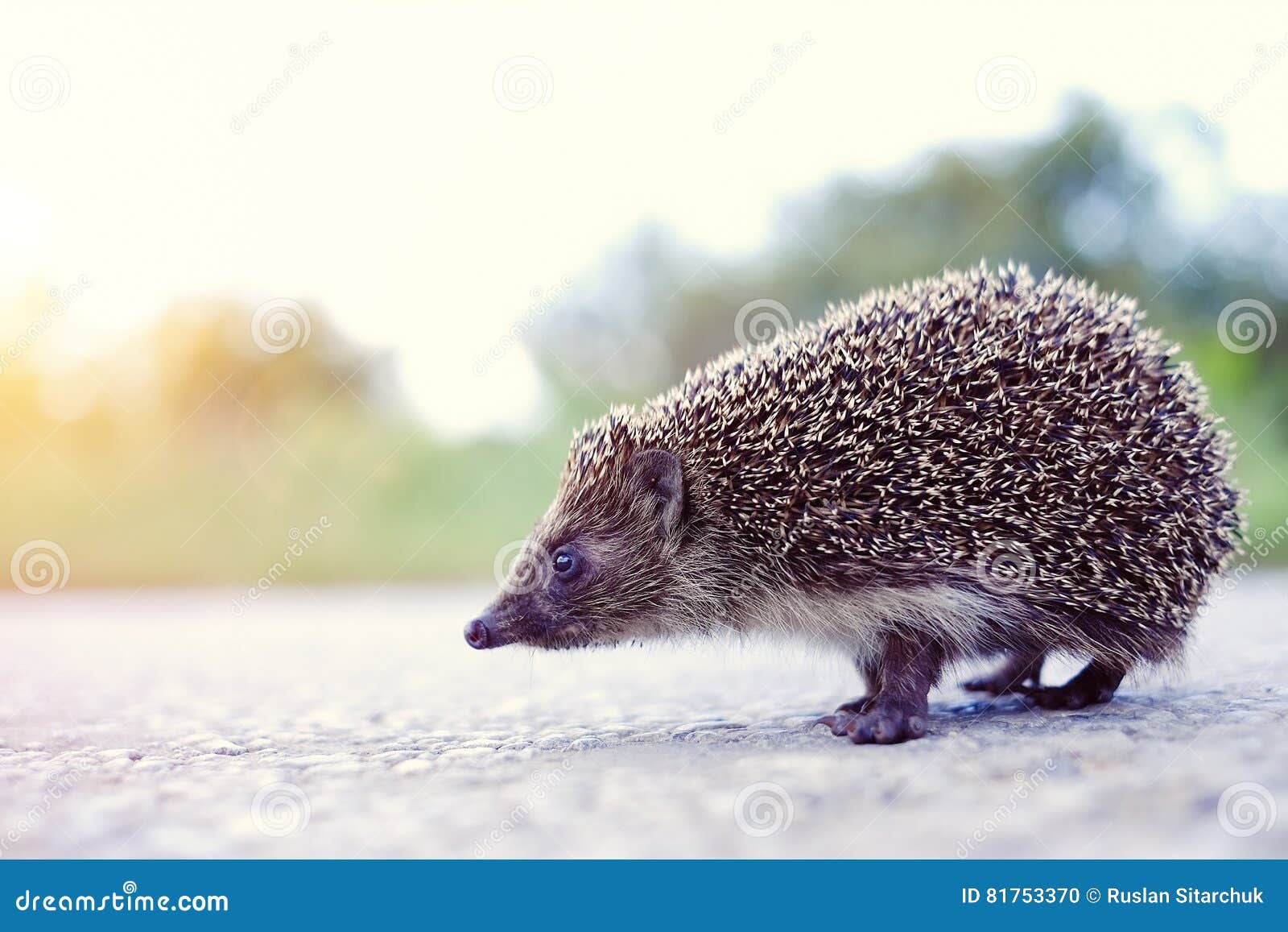 Hedgehog crossing the road stock photo. Image of prickly - 81753370