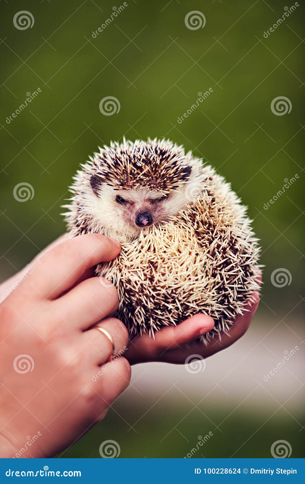 Hedgehog curled up stock photo. Image of prickly, needles - 100228624