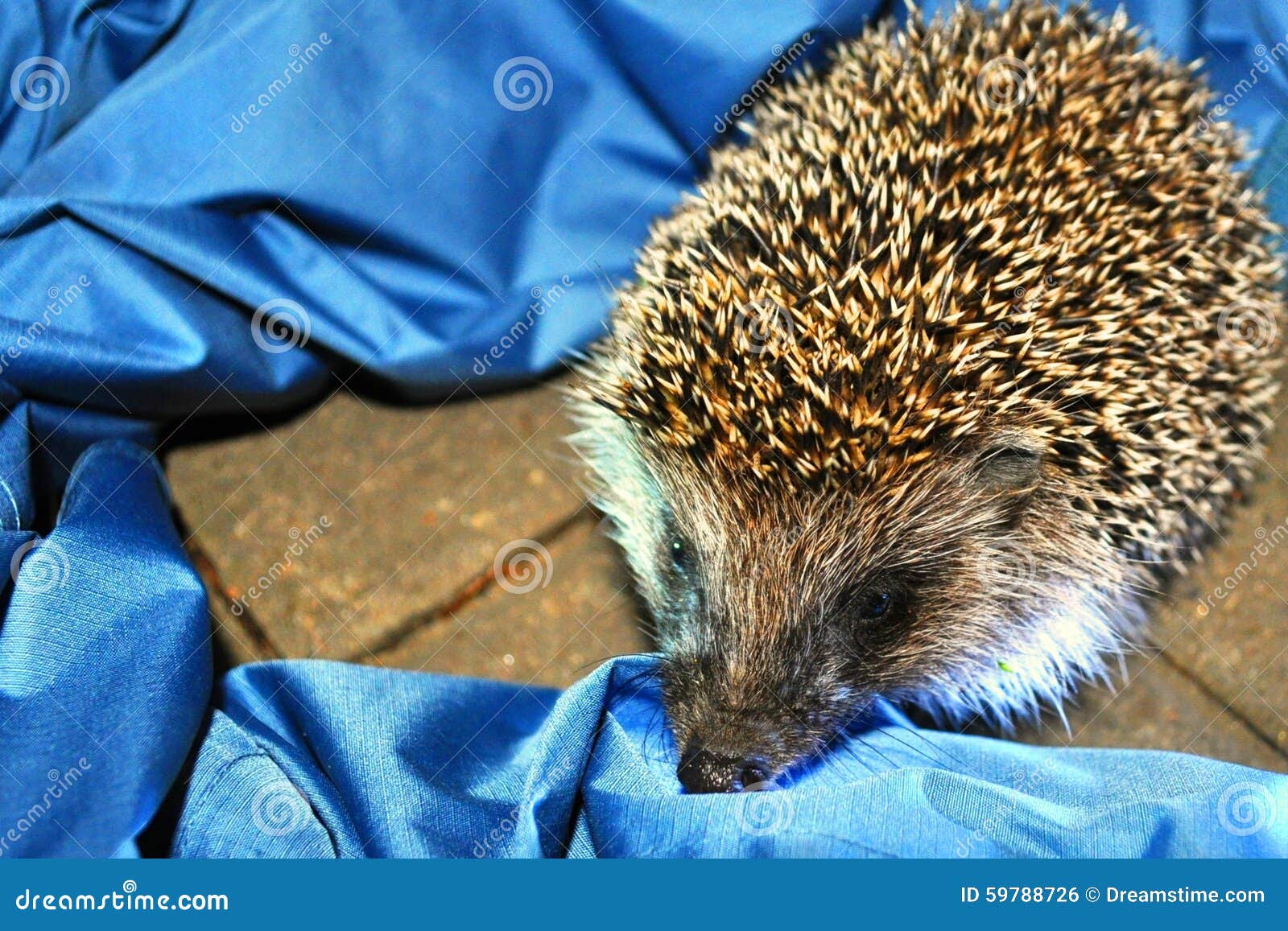 Hedgehog stock photo. Image of blue, nature, quills, head - 59788726