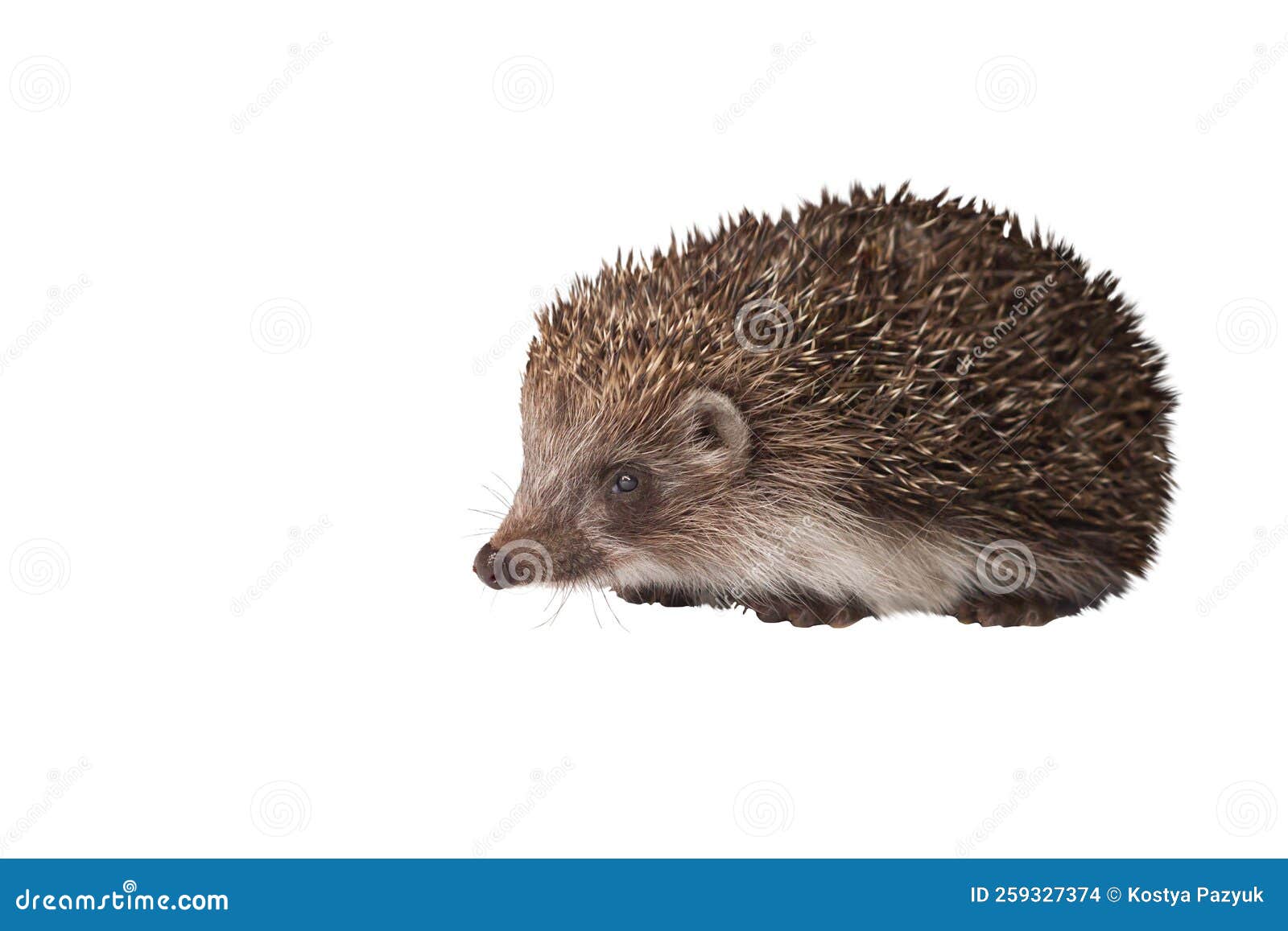 Hedgehog with Cute Face Isolated on White Stock Photo - Image of snout ...