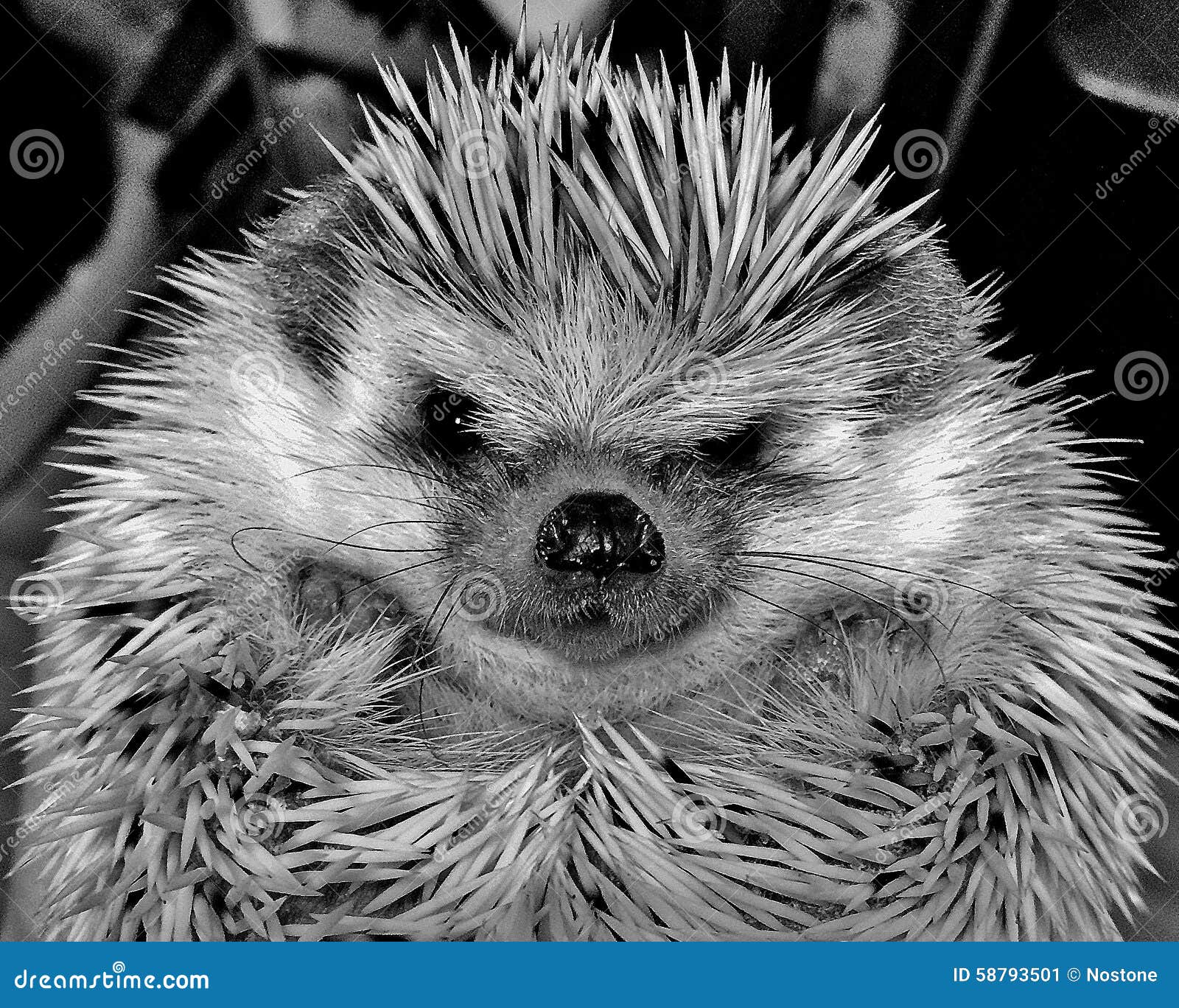Hedgehog stock image. Image of scary, mammal, hairs, animal - 58793501